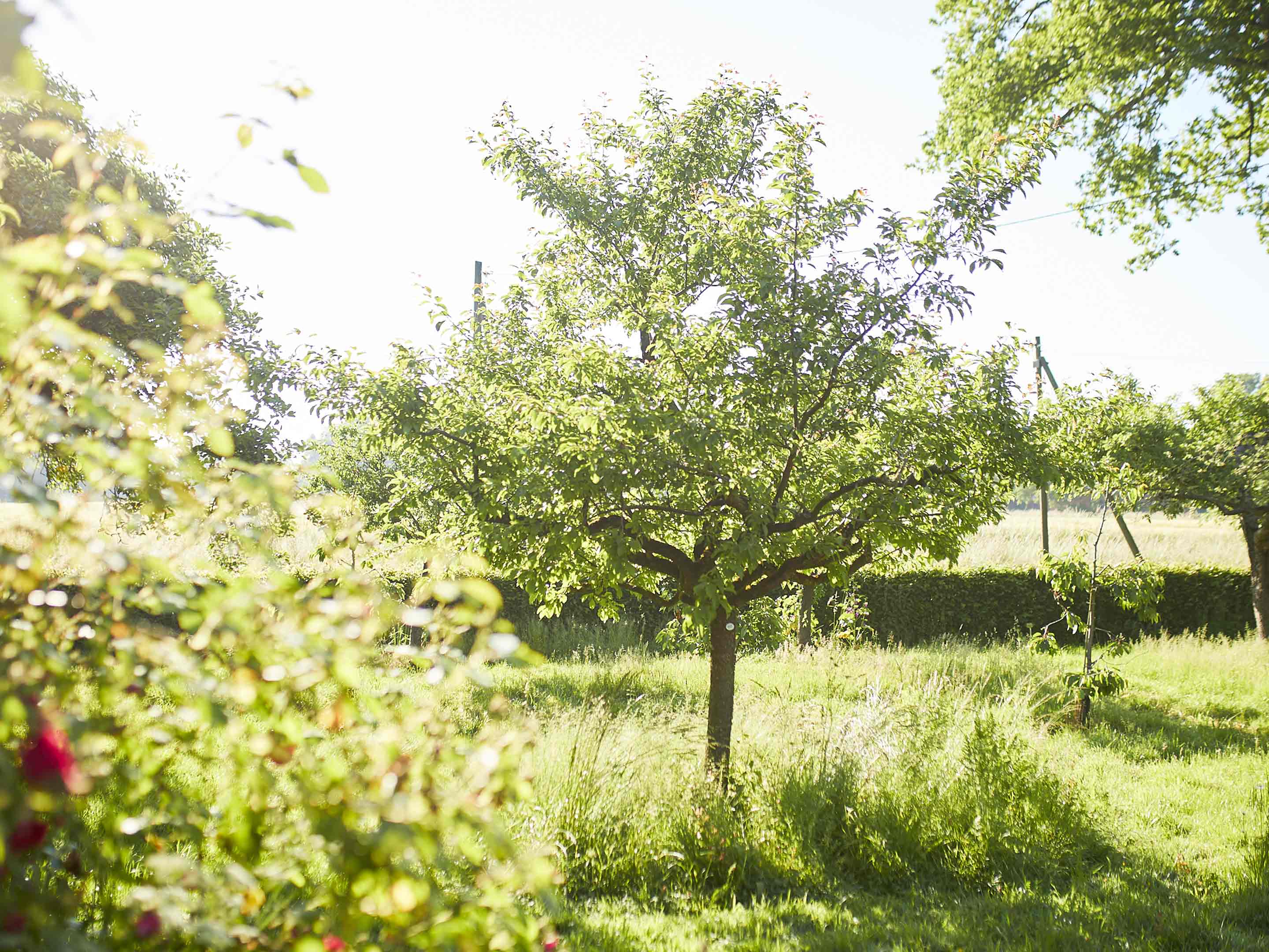 Appelbomen snoeien : tips | COMPO