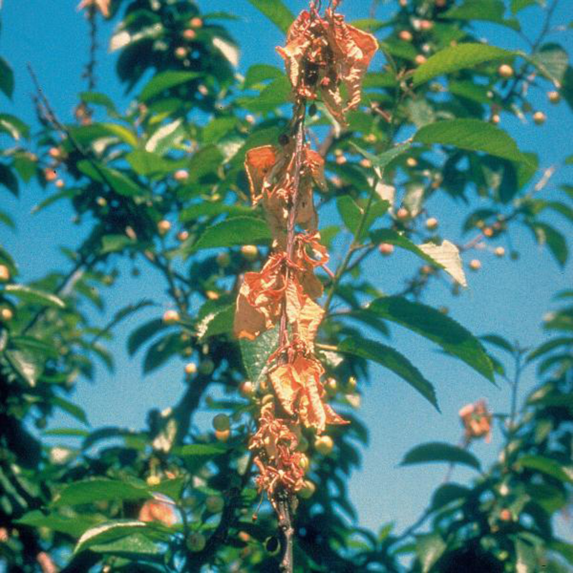 Monilia: rimedi per la malattia di ciliegio, albicocco o mandorlo