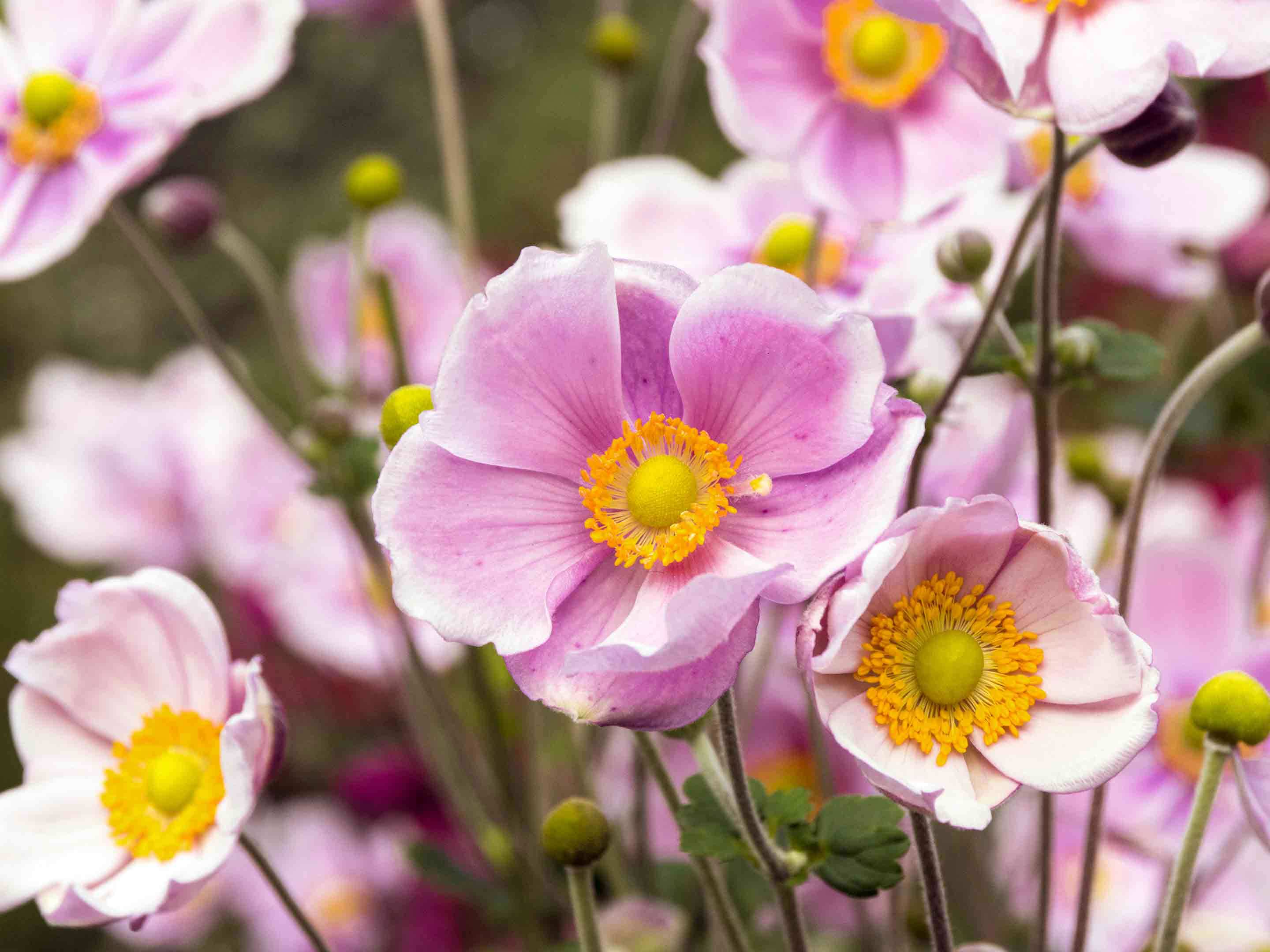 Zimsko odporne trajnice za pisane jesenske gredice | COMPO