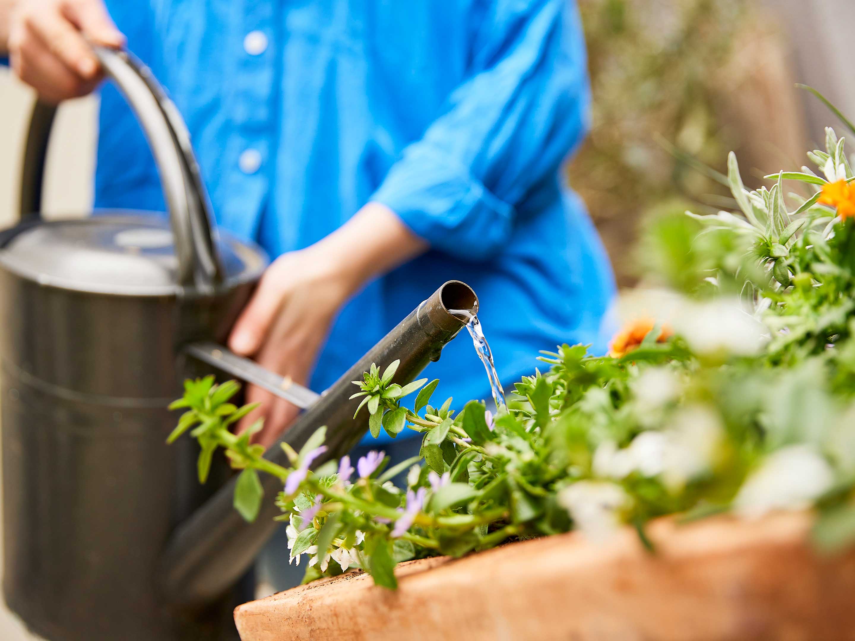 Wasser sparen im Garten – 11 Tipps