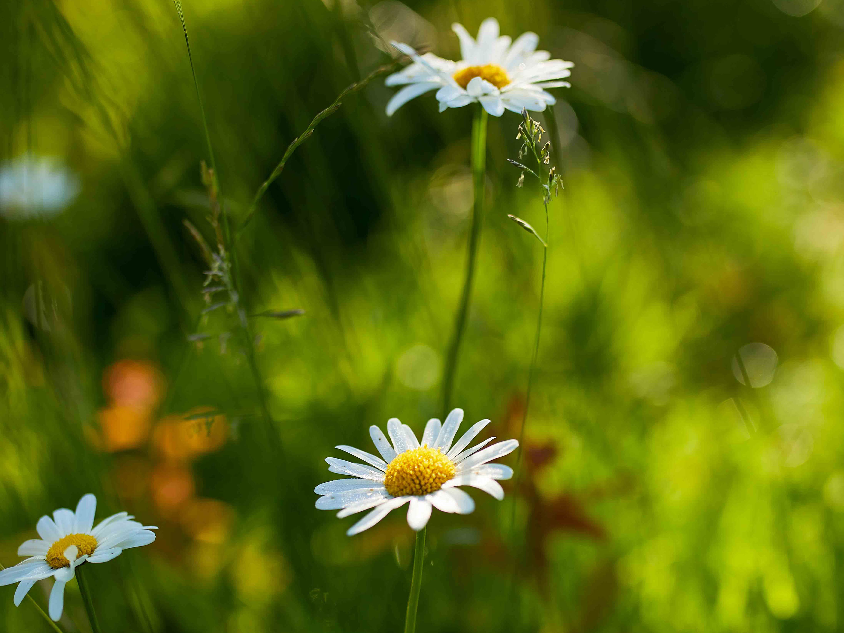 Planter et entretenir la marguerite | COMPO
