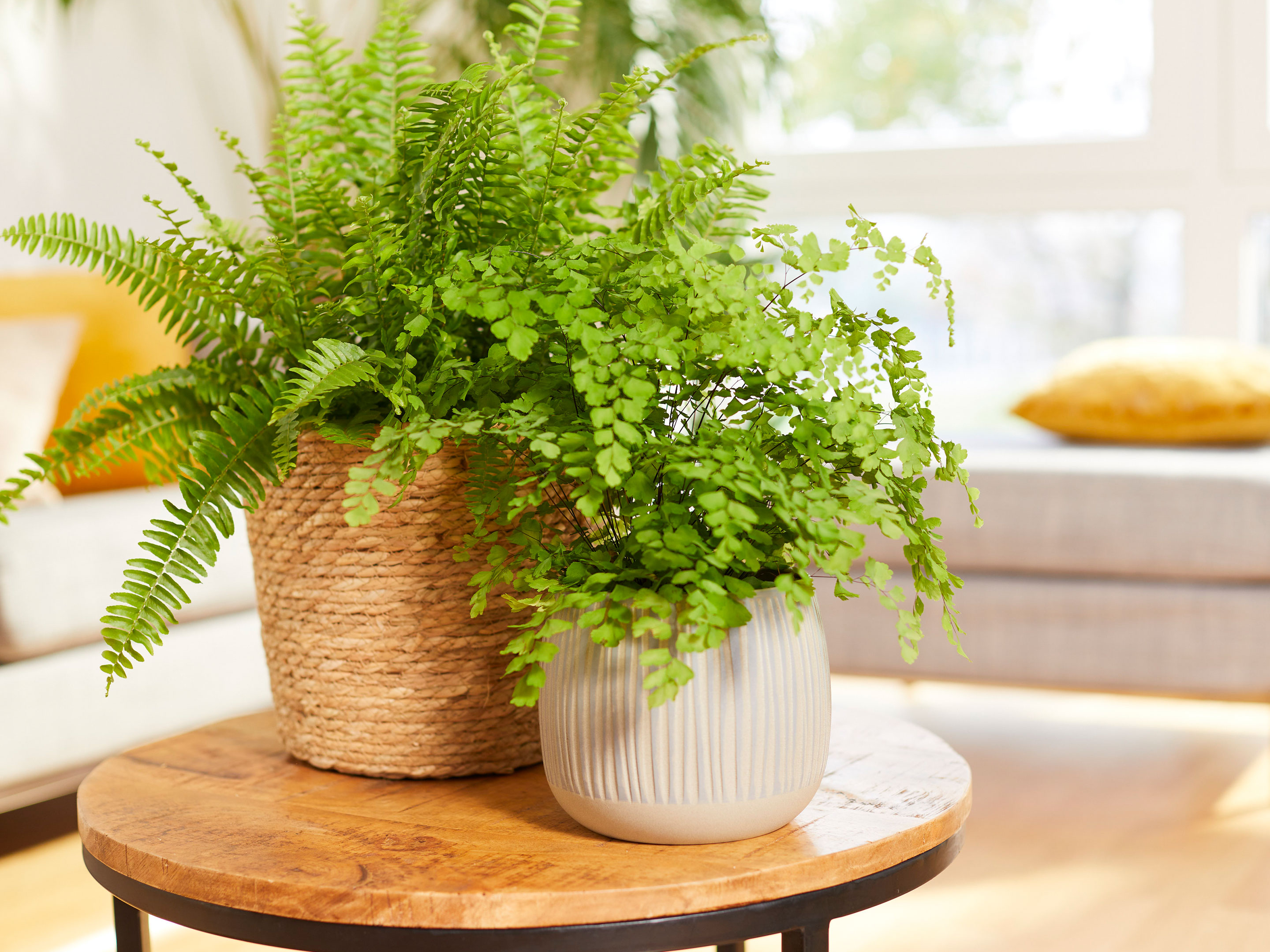 Farn als Garten- und Zimmerpflanze: Tipps zur Pflanzung & Pflege