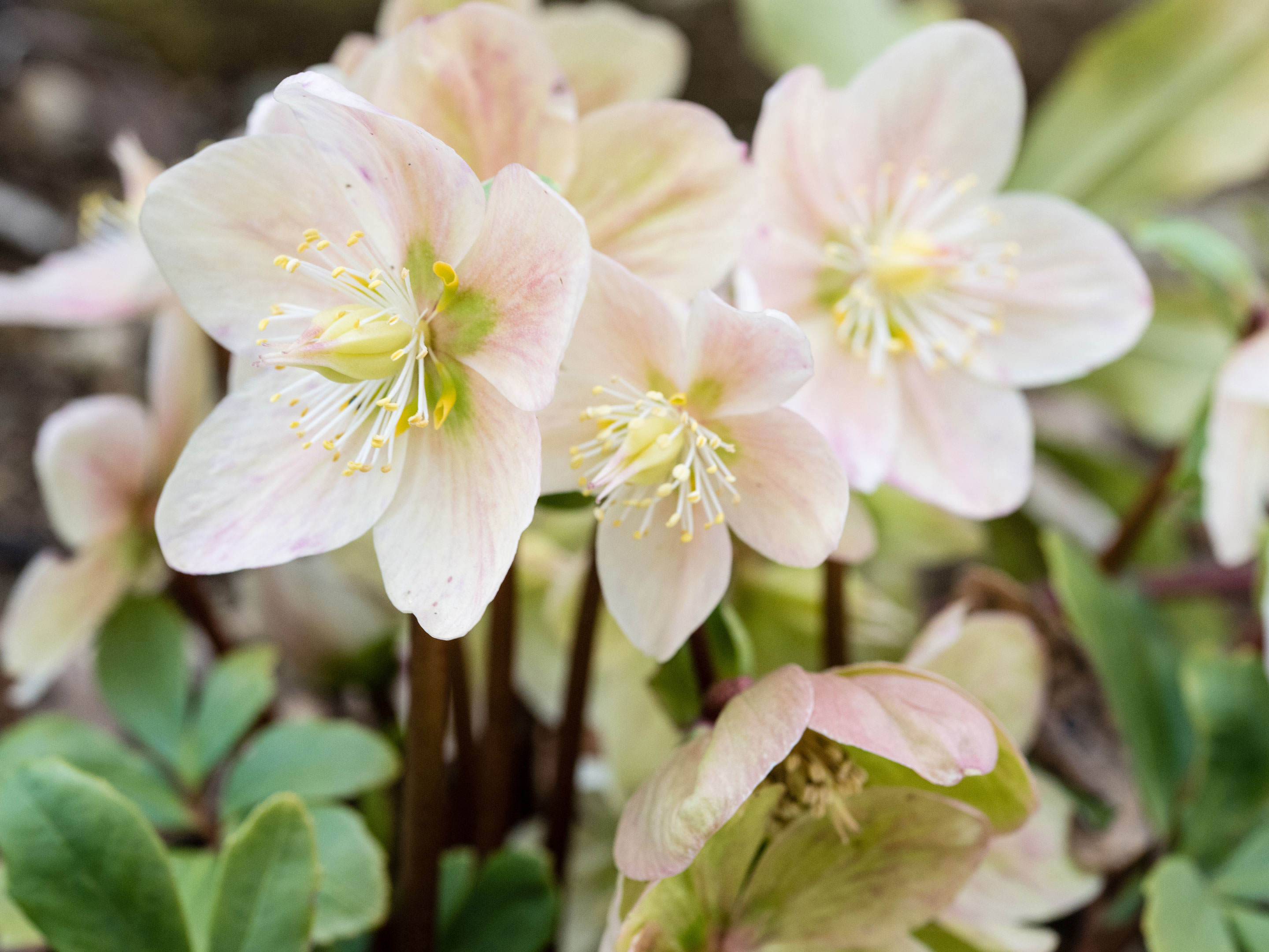 Črni teloh – COMPO