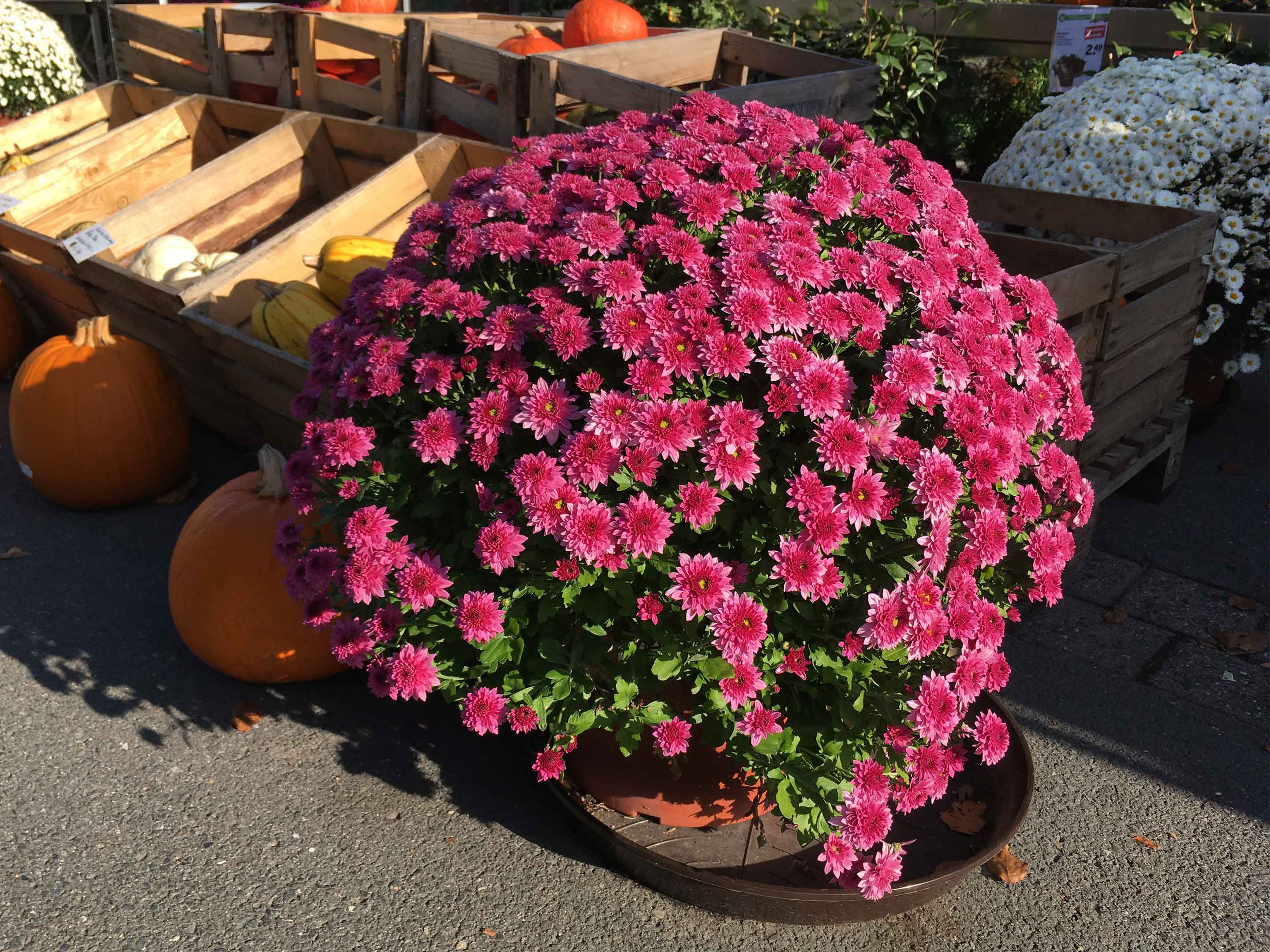 Caratteristiche e cura dell'astro