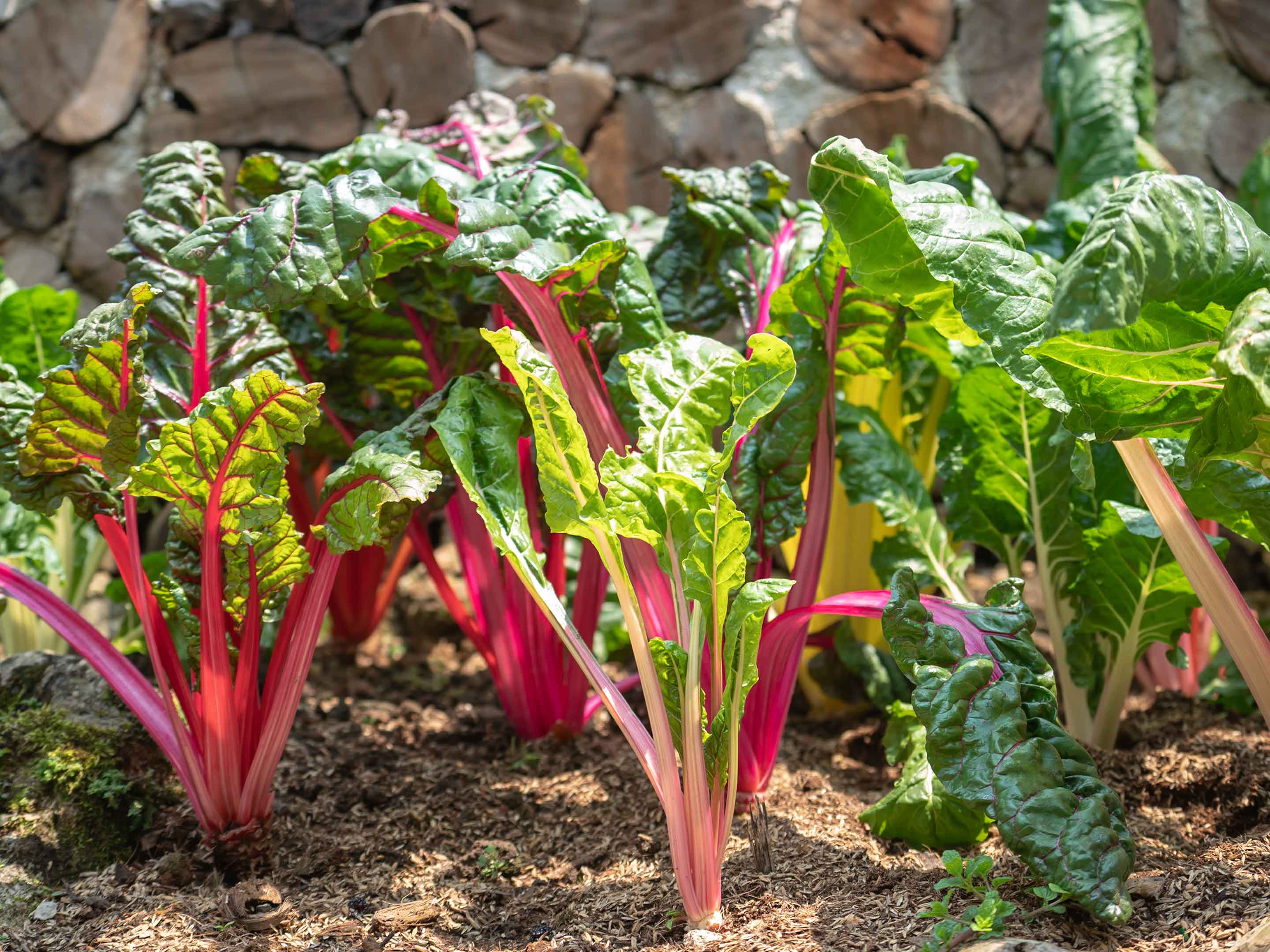 Caratteristiche e cura della bietola