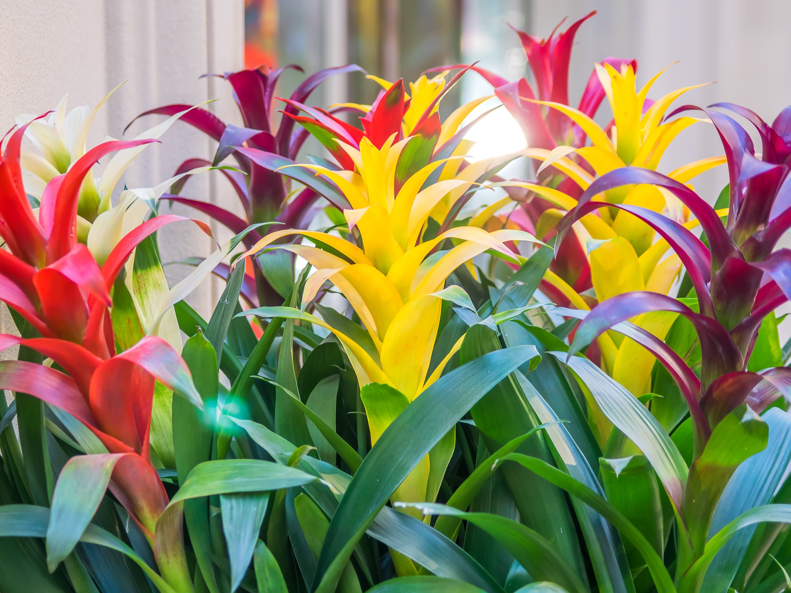 Pianta Bromelia: coltivazione e cura