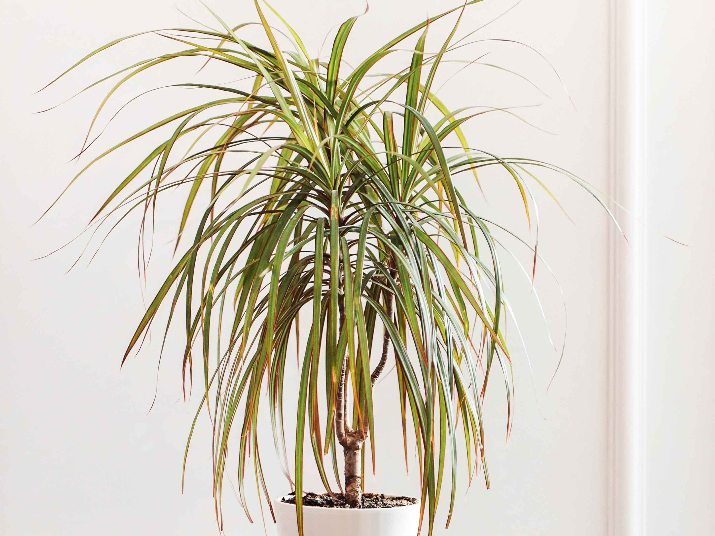 Cómo cuidar la drácena