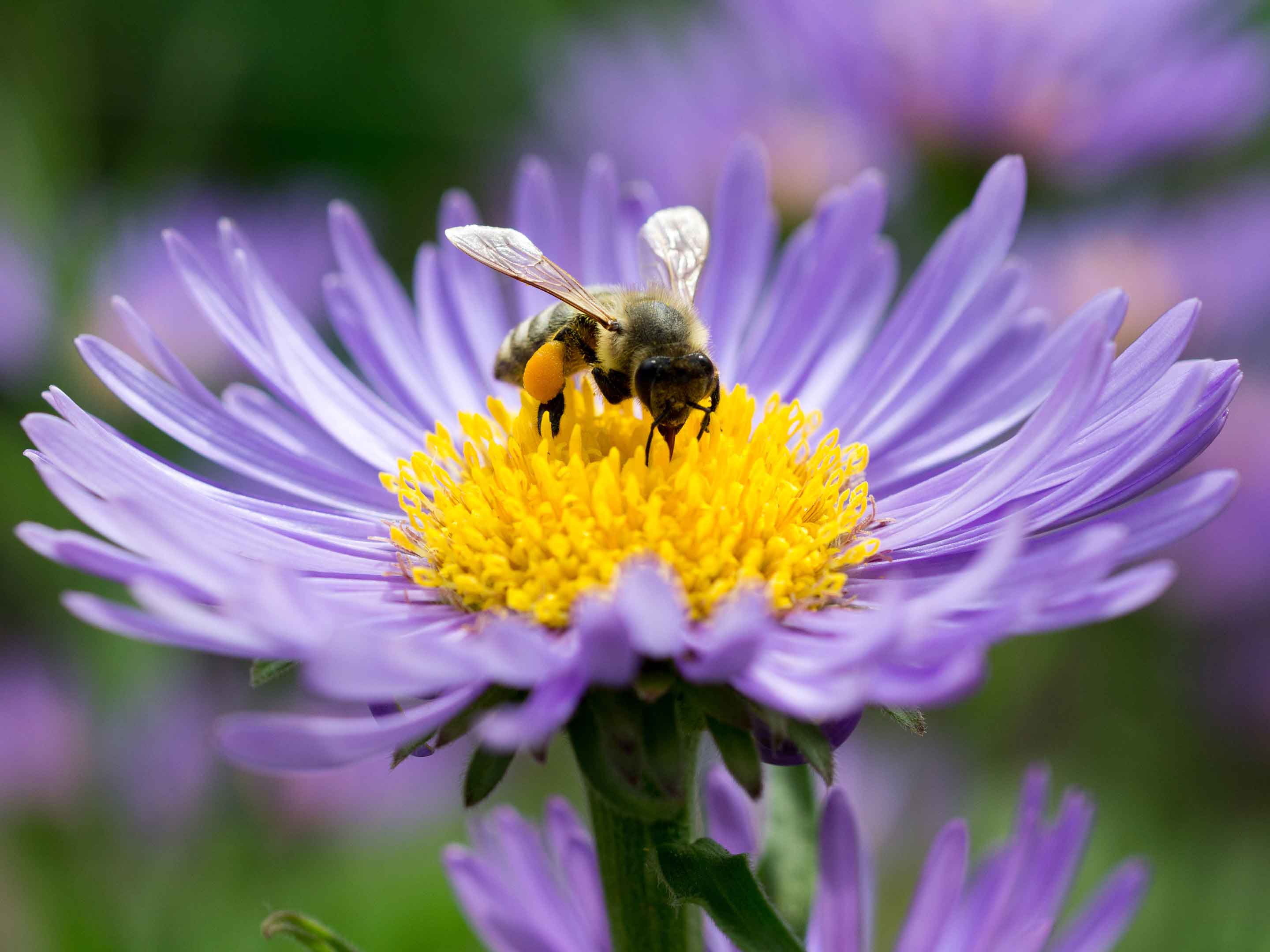 Colourful flowers for bees and butterflies