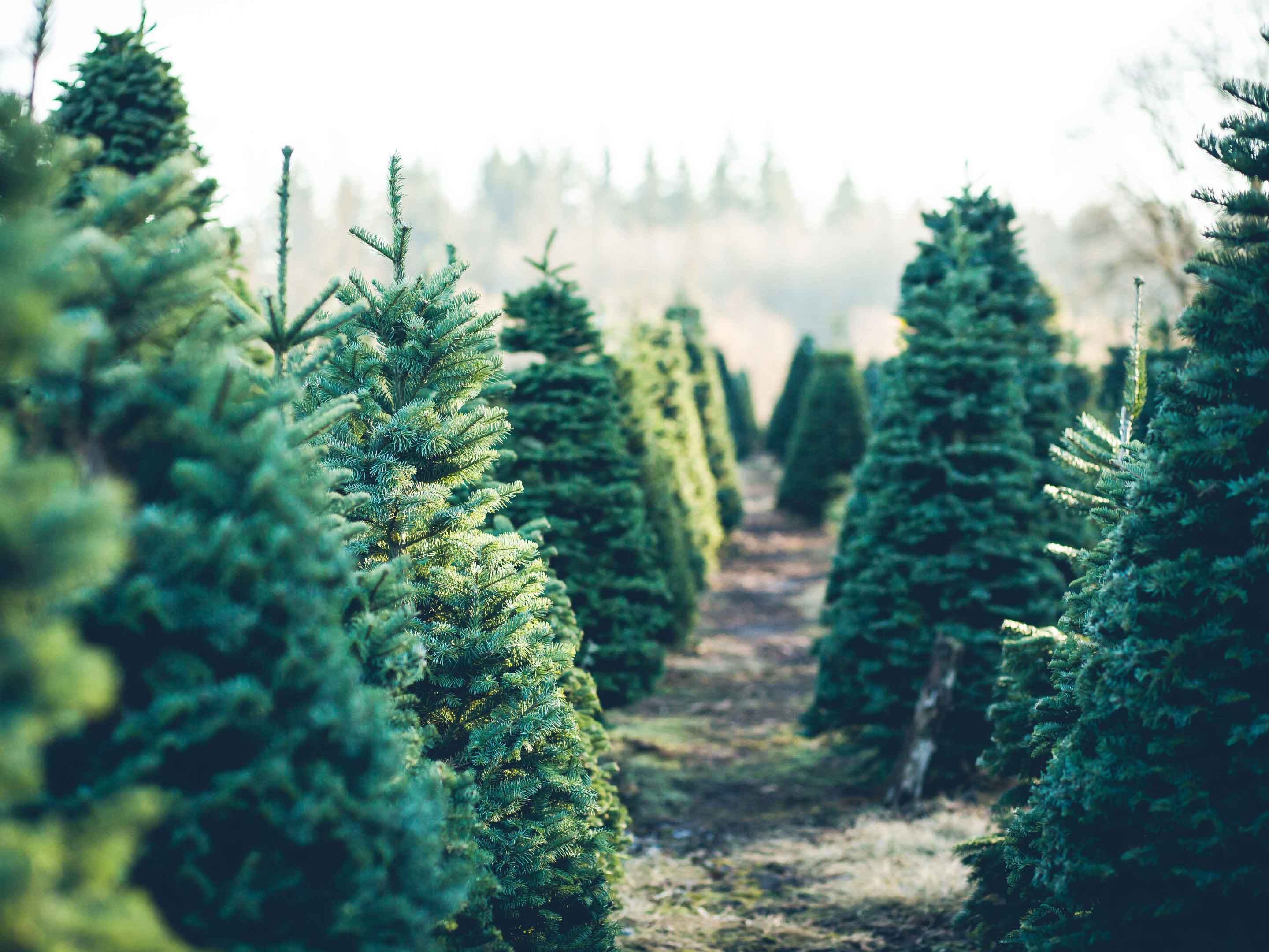 Die besten Tipps gegen nadelnde Tannenbäume