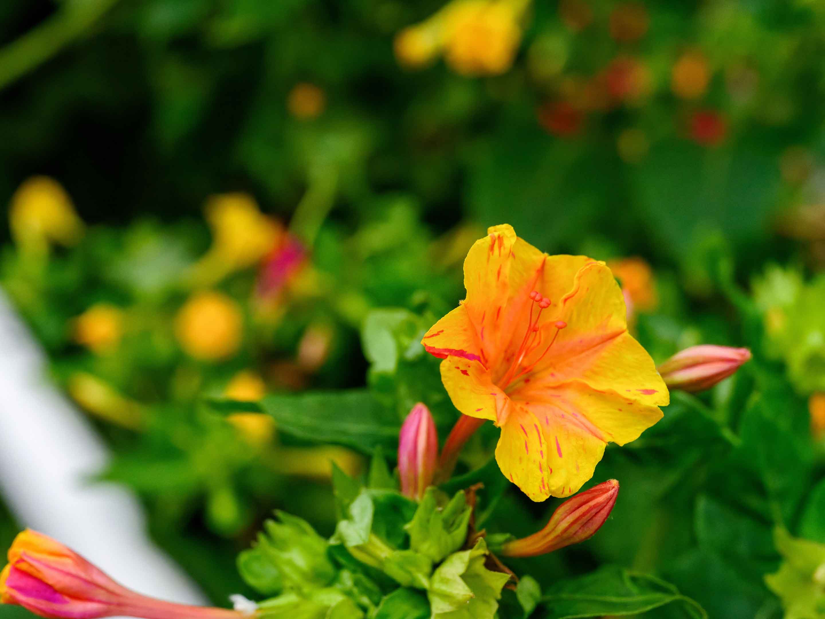 Comment planter et entretenir la Belle-de-nuit? | COMPO