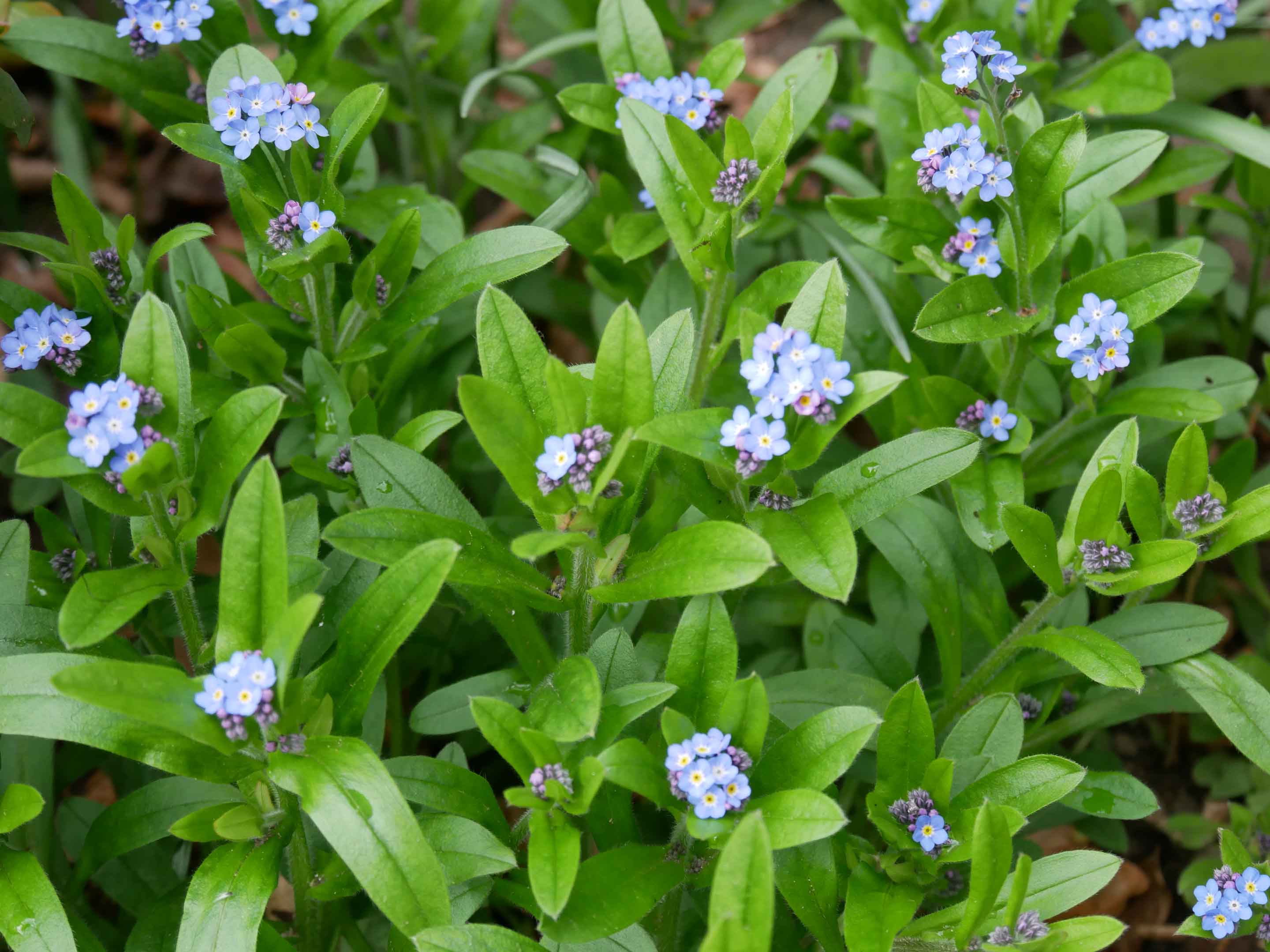 Plantation et entretien des myosotis