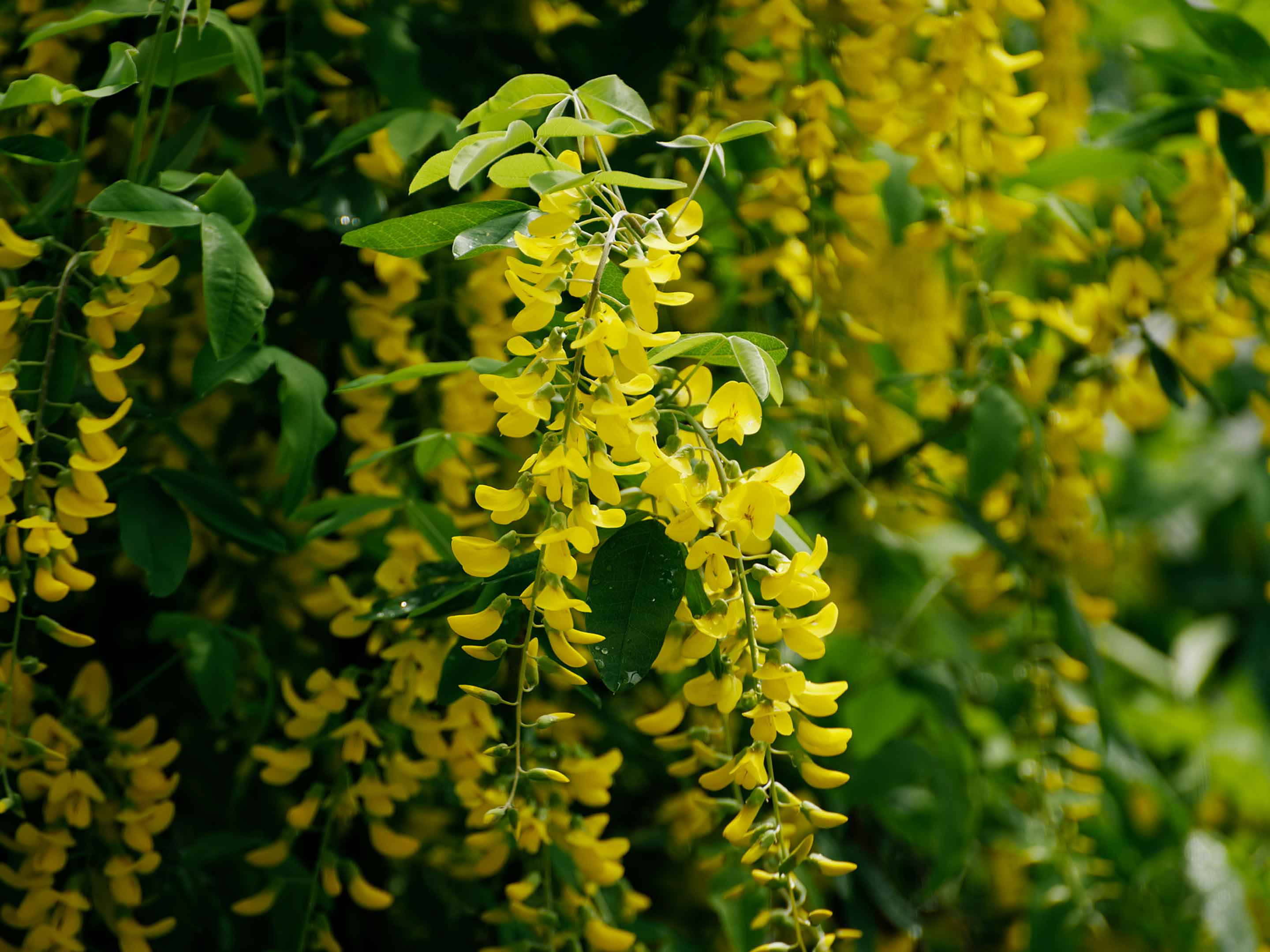 Planter & entretenir le cytise | COMPO