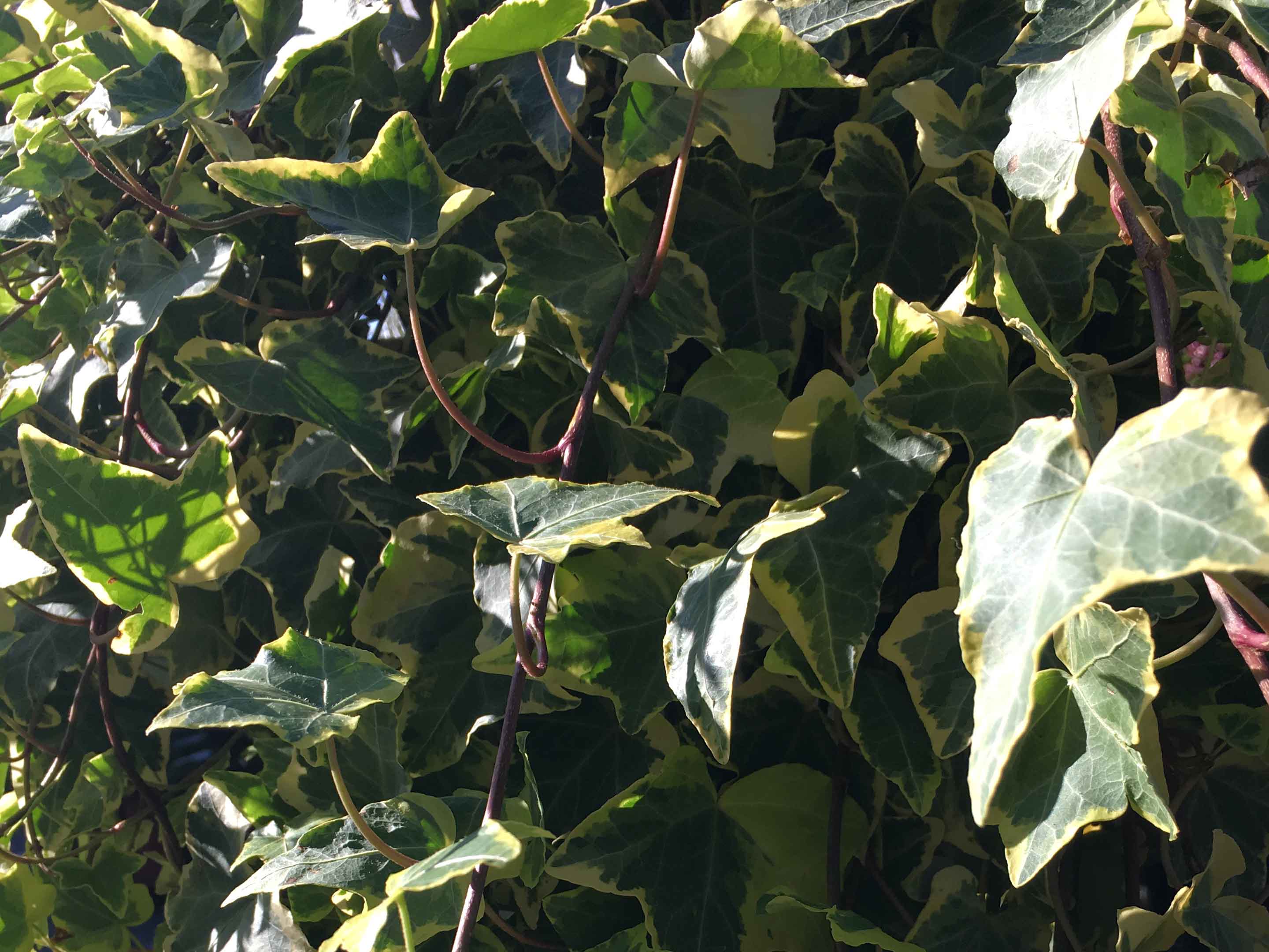 Pianta Edera: cura e coltivazione (vaso e balcone)