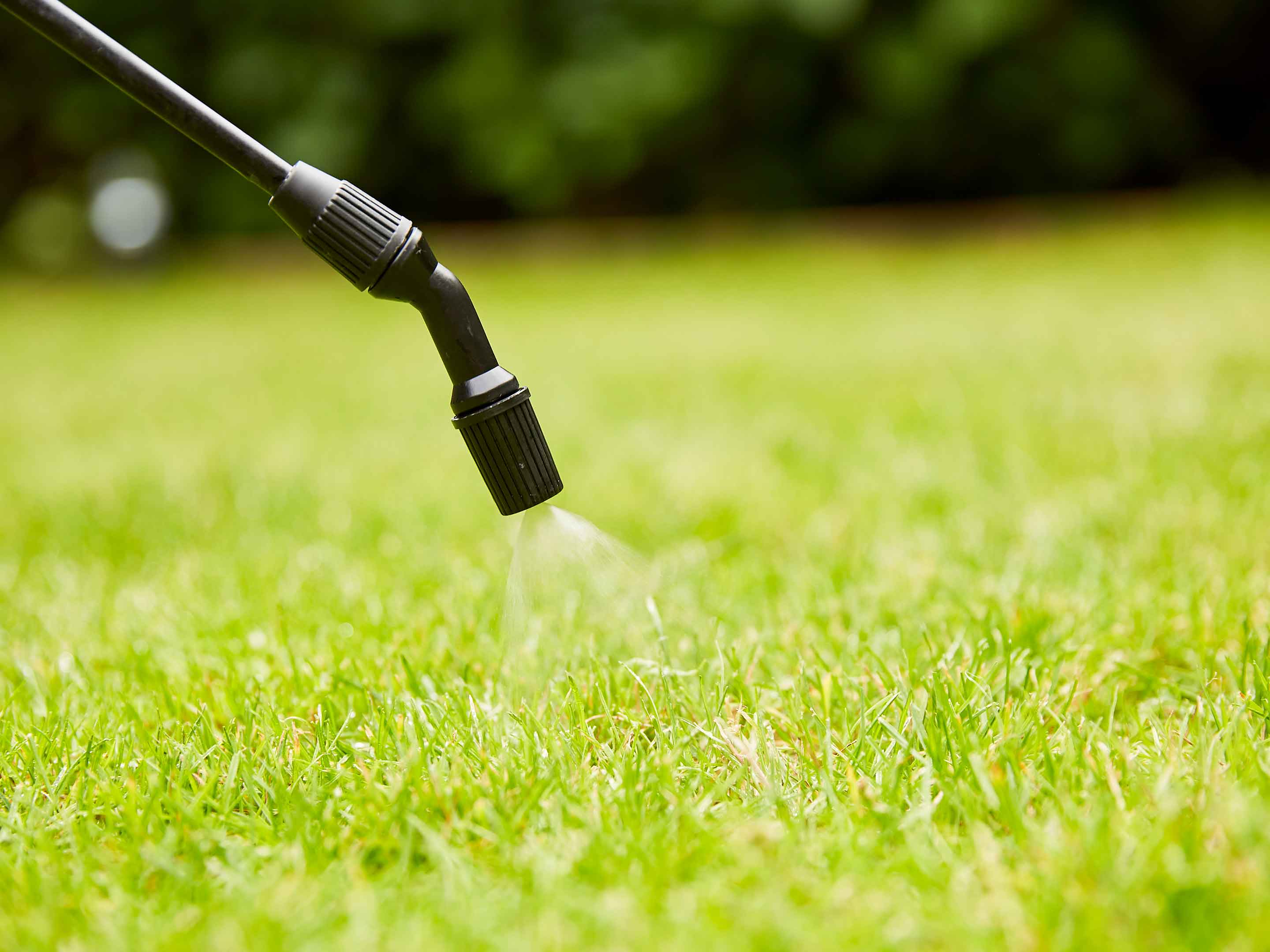 Rasen flüssig düngen - Anleitung, Vor- & Nachteile
