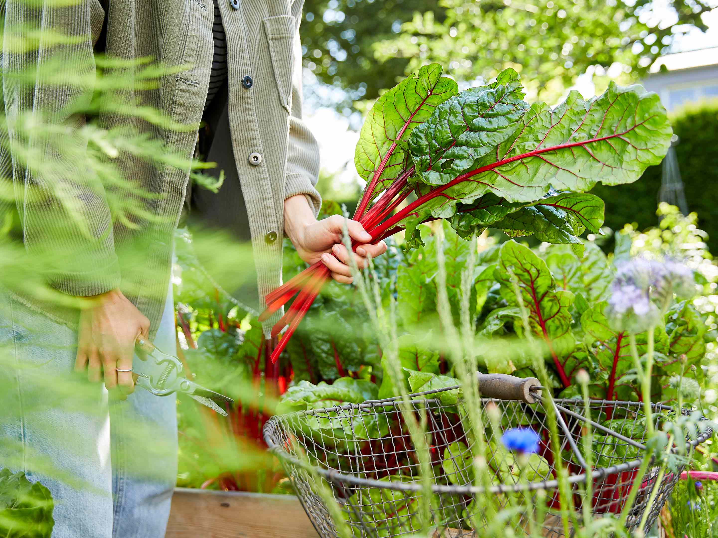 Seizoenskalender groenten en fruit | COMPO
