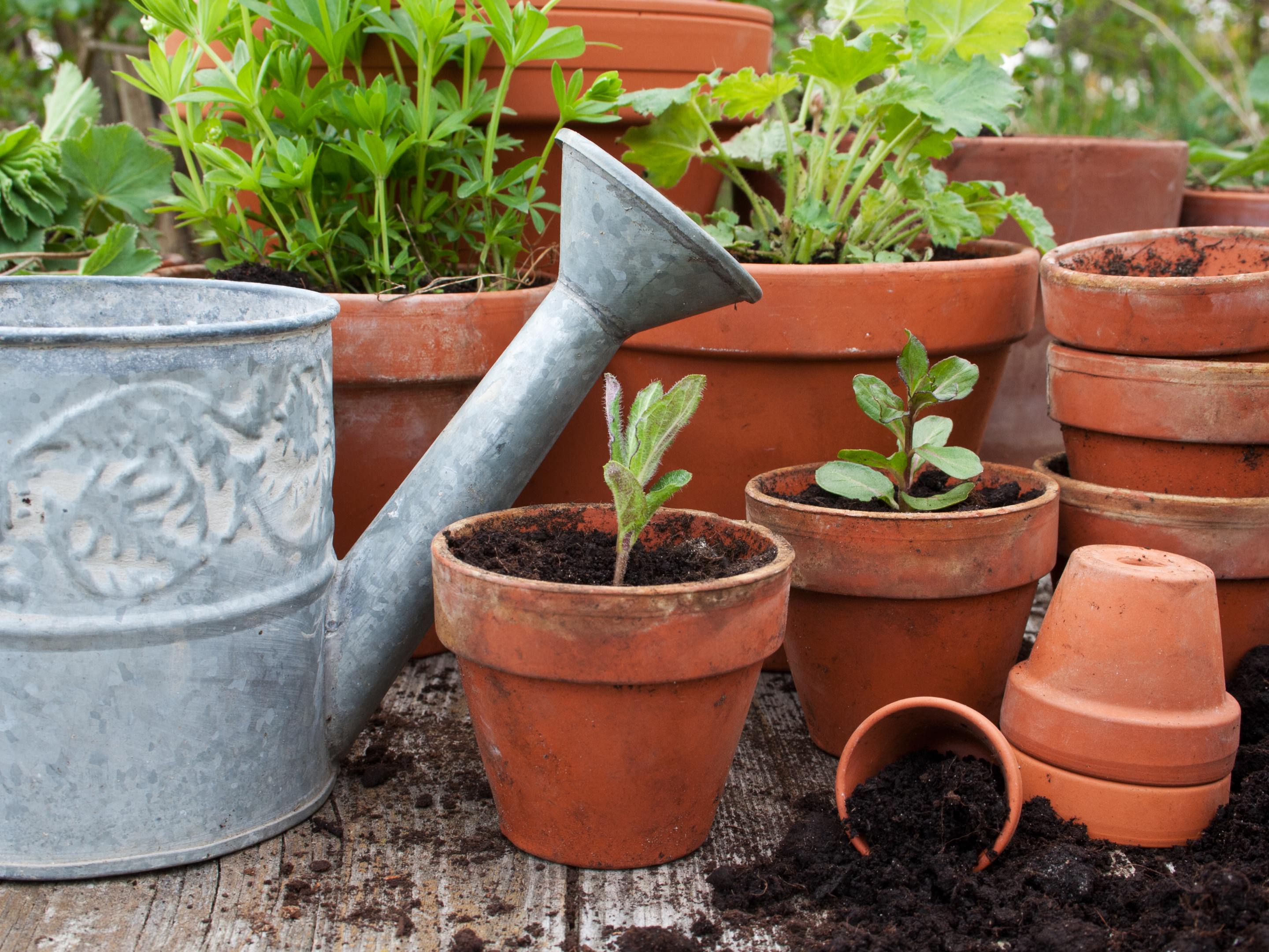 Repotting plants properly: a simple step that makes a huge difference