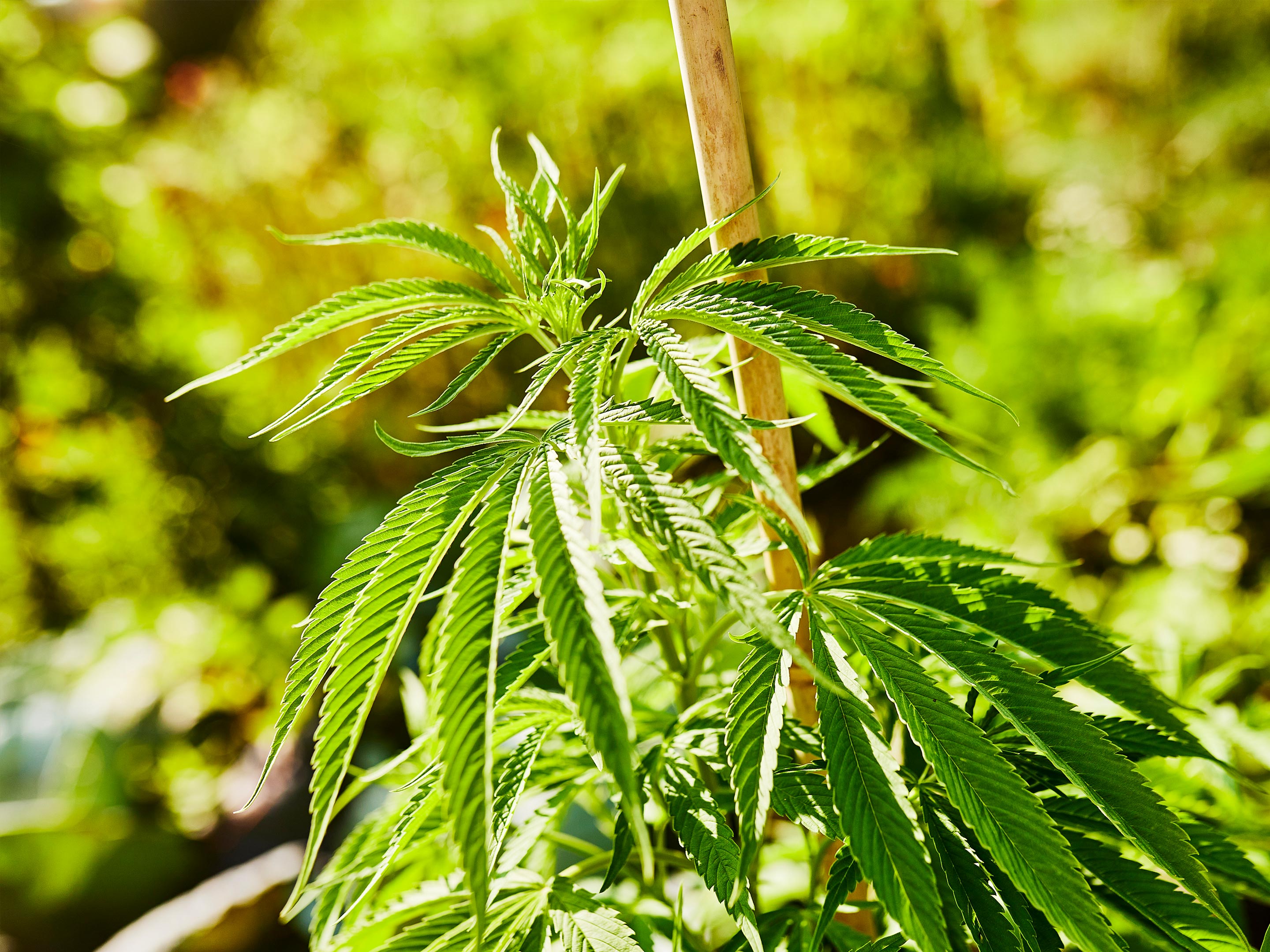 Das Gießen von Cannabis-Setzlingen und Jungpflanzen - Cannabis Akademie ...