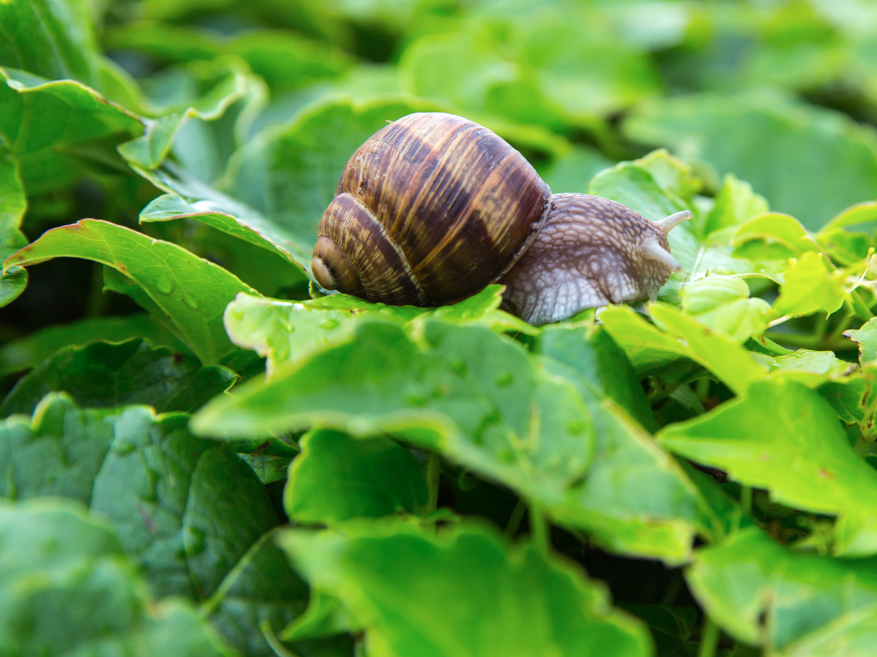 Protection naturelle des plantes contre les ravageurs