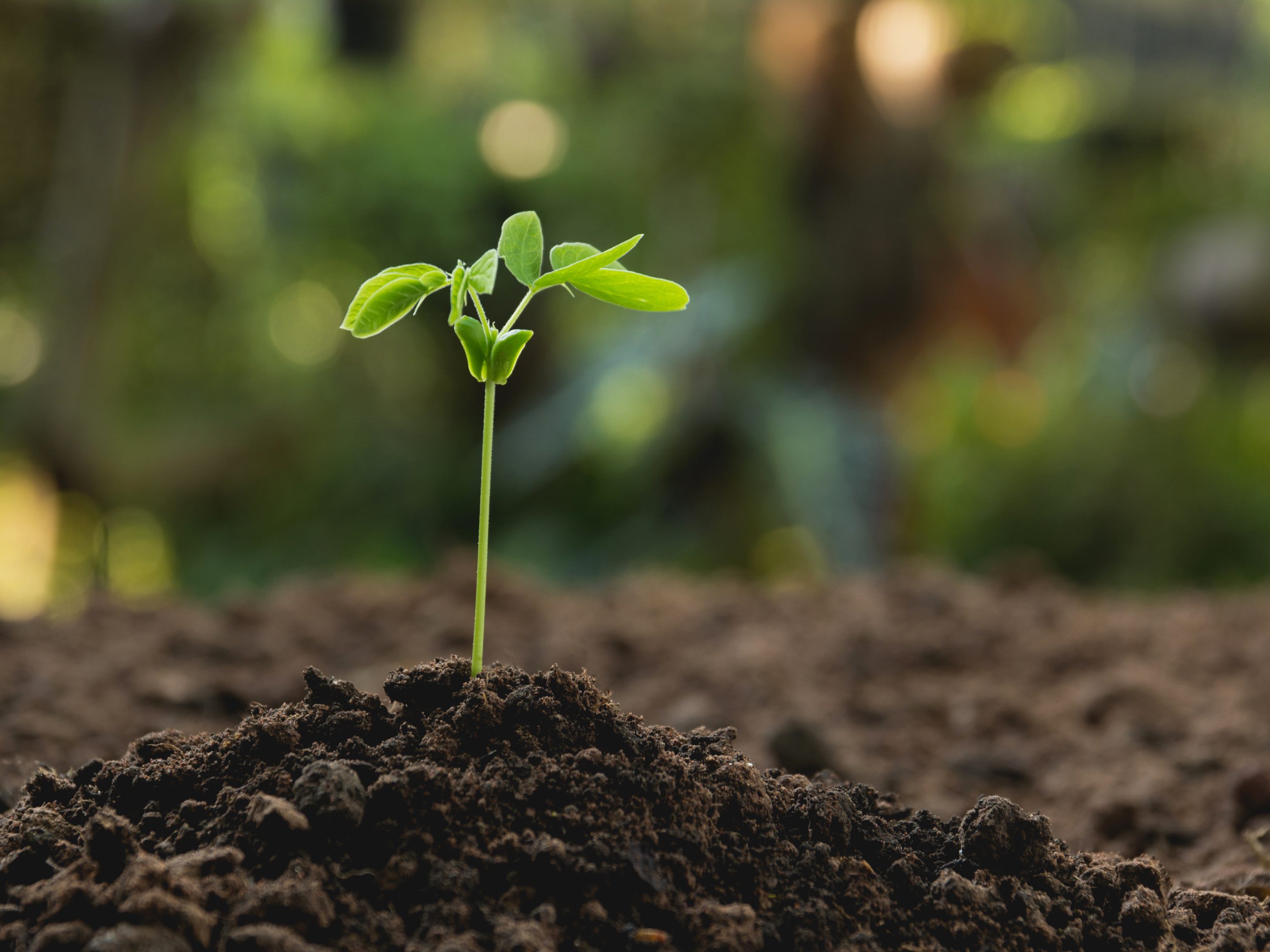 Tout ce qu’il faut savoir sur le terreau