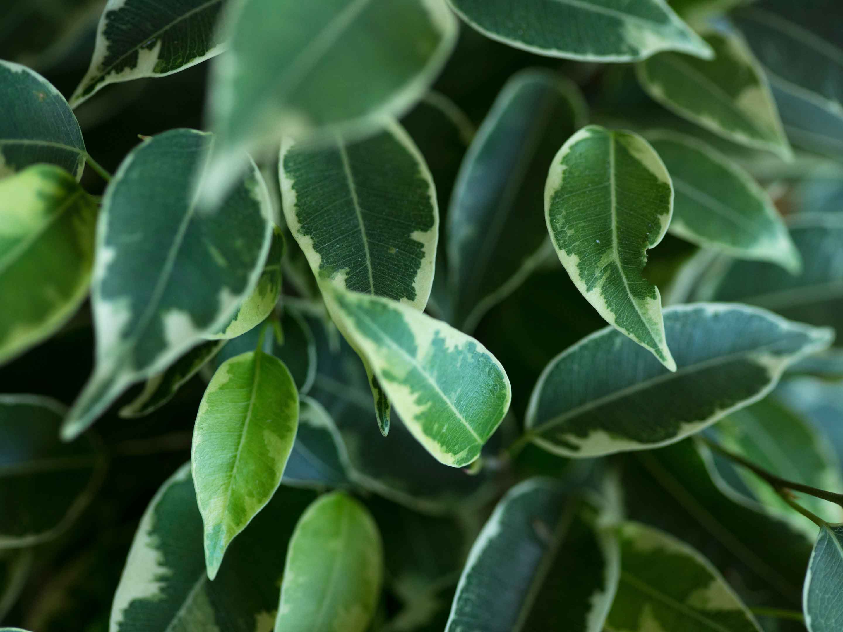 Mijn ficus verliest zijn bladeren - wat nu? | COMPO