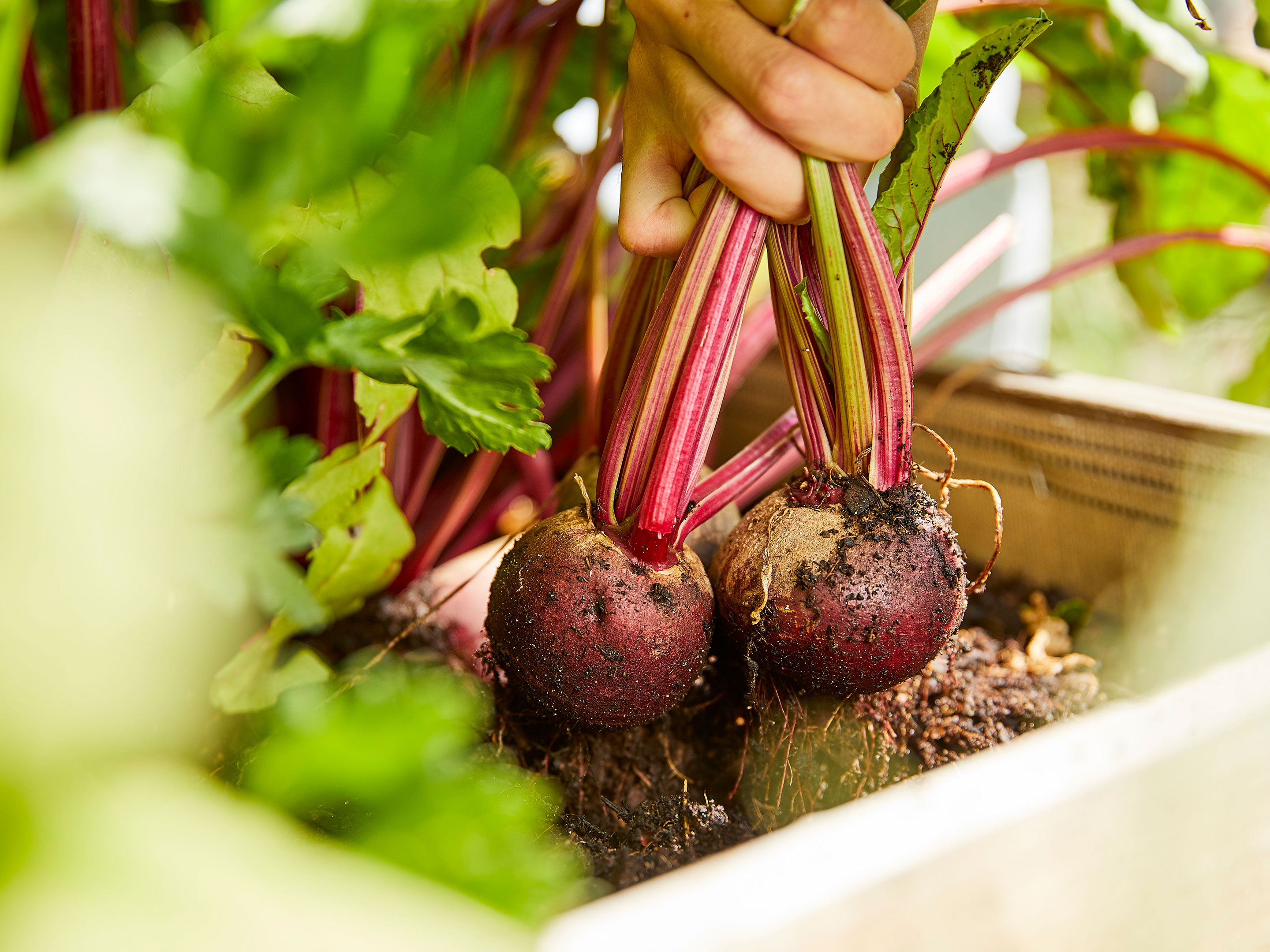 Design a snack corner for vegetables on the balcony | COMPO