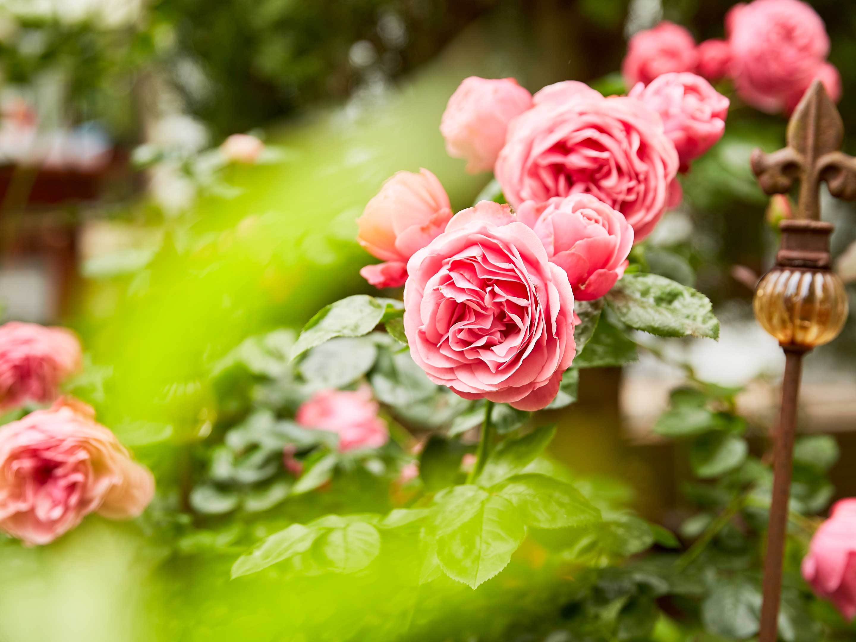 Roos planten en verzorgen | COMPO