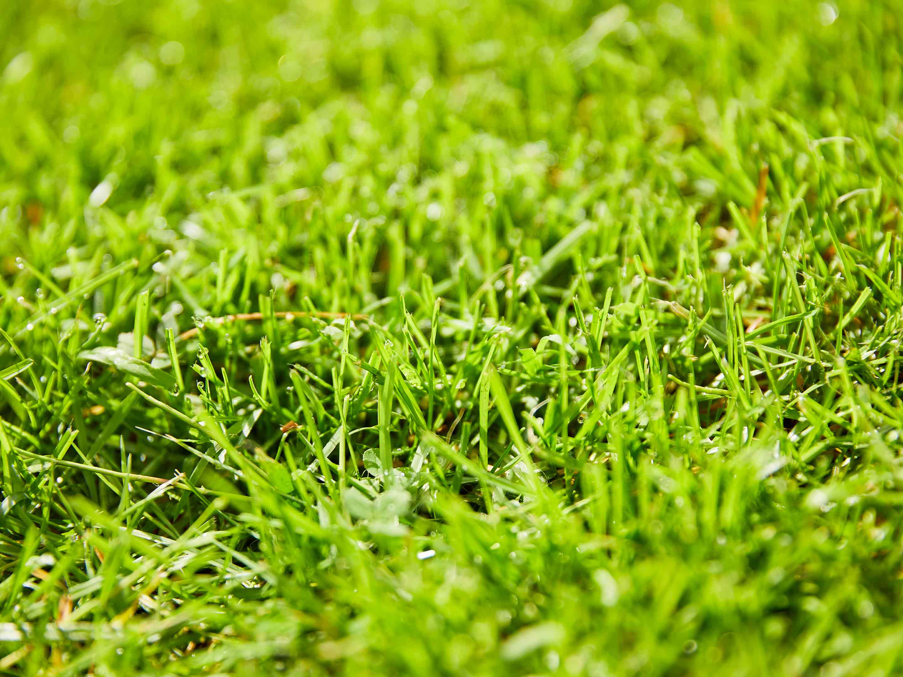 Broyer le gazon - Astuce pour un beau gazon