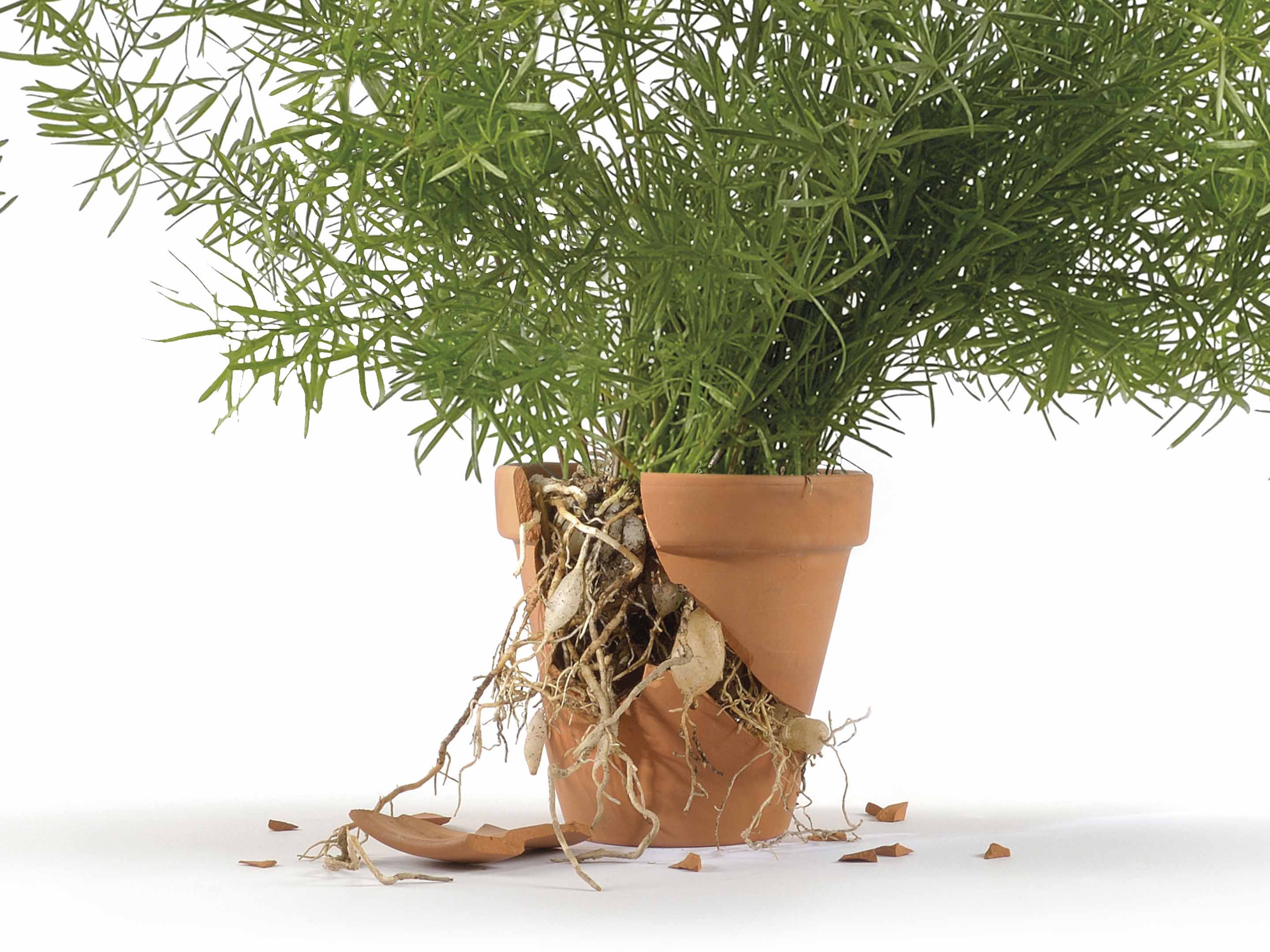 Linea Fortigo Fuerza Interior COMPO