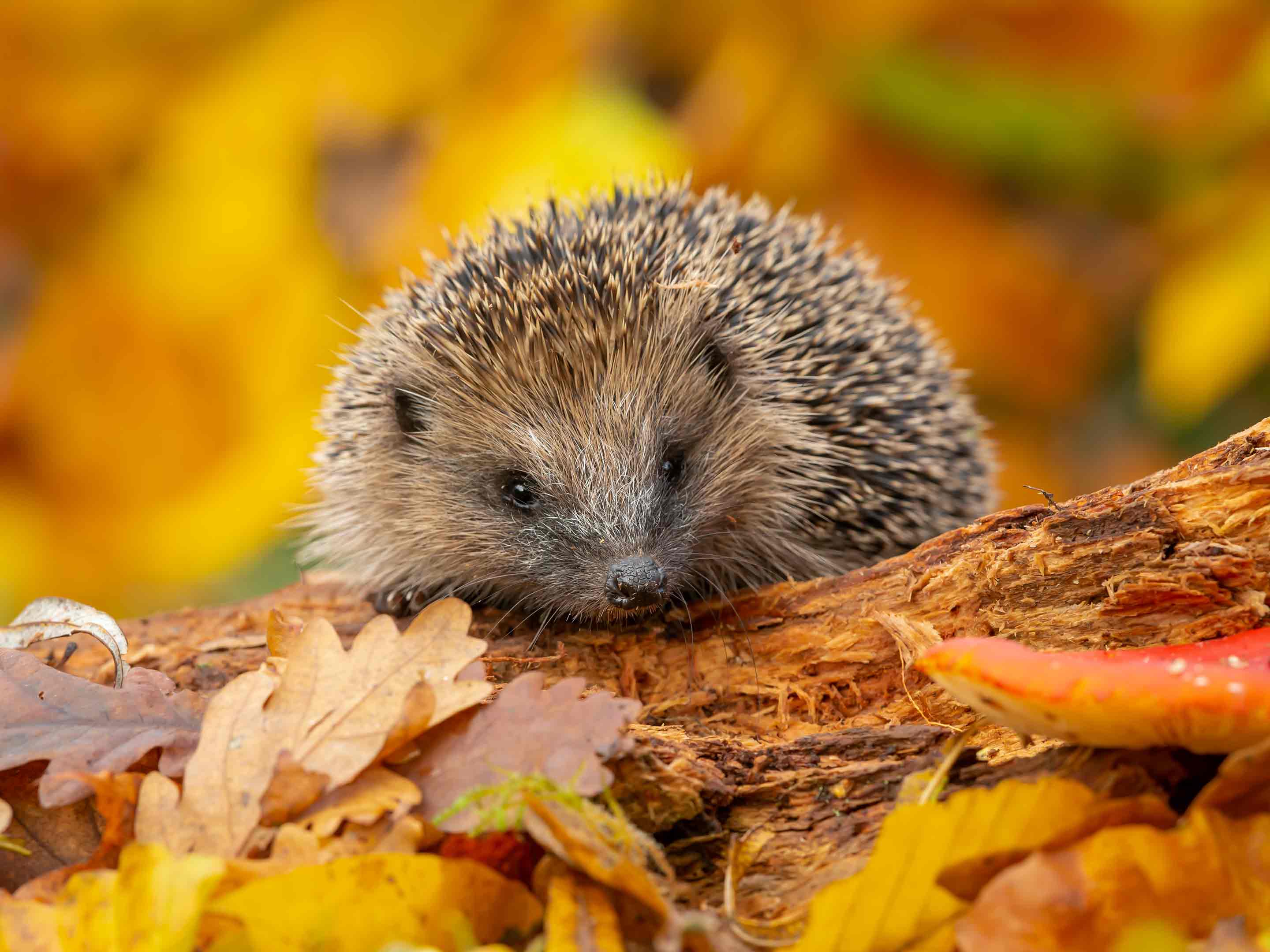 Igel im Garten: Igel im Herbst unterstützen! | COMPO