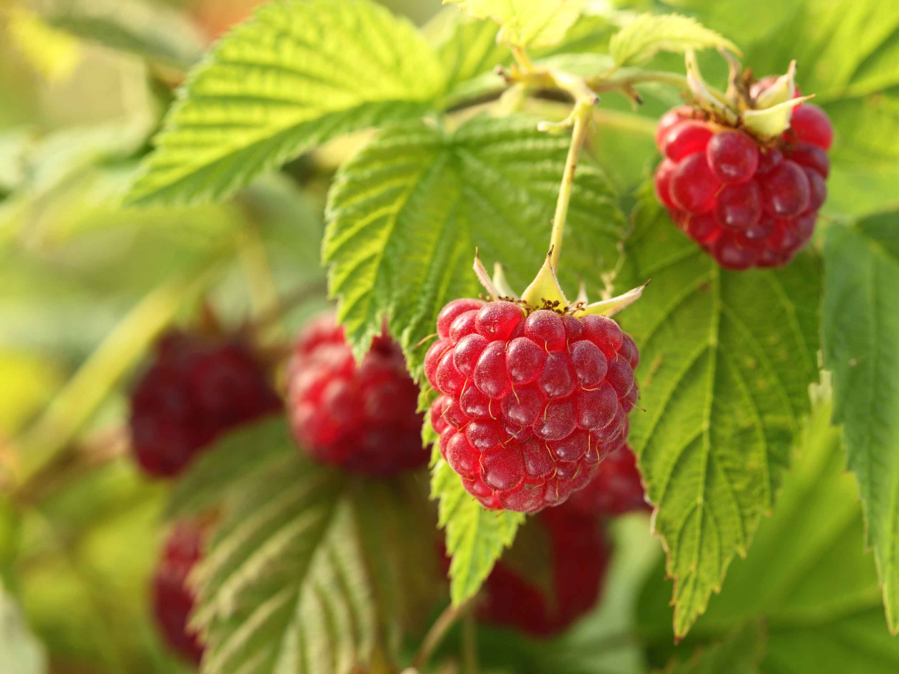 Pianta di lampone: coltivazione e cura (vaso e giardino)