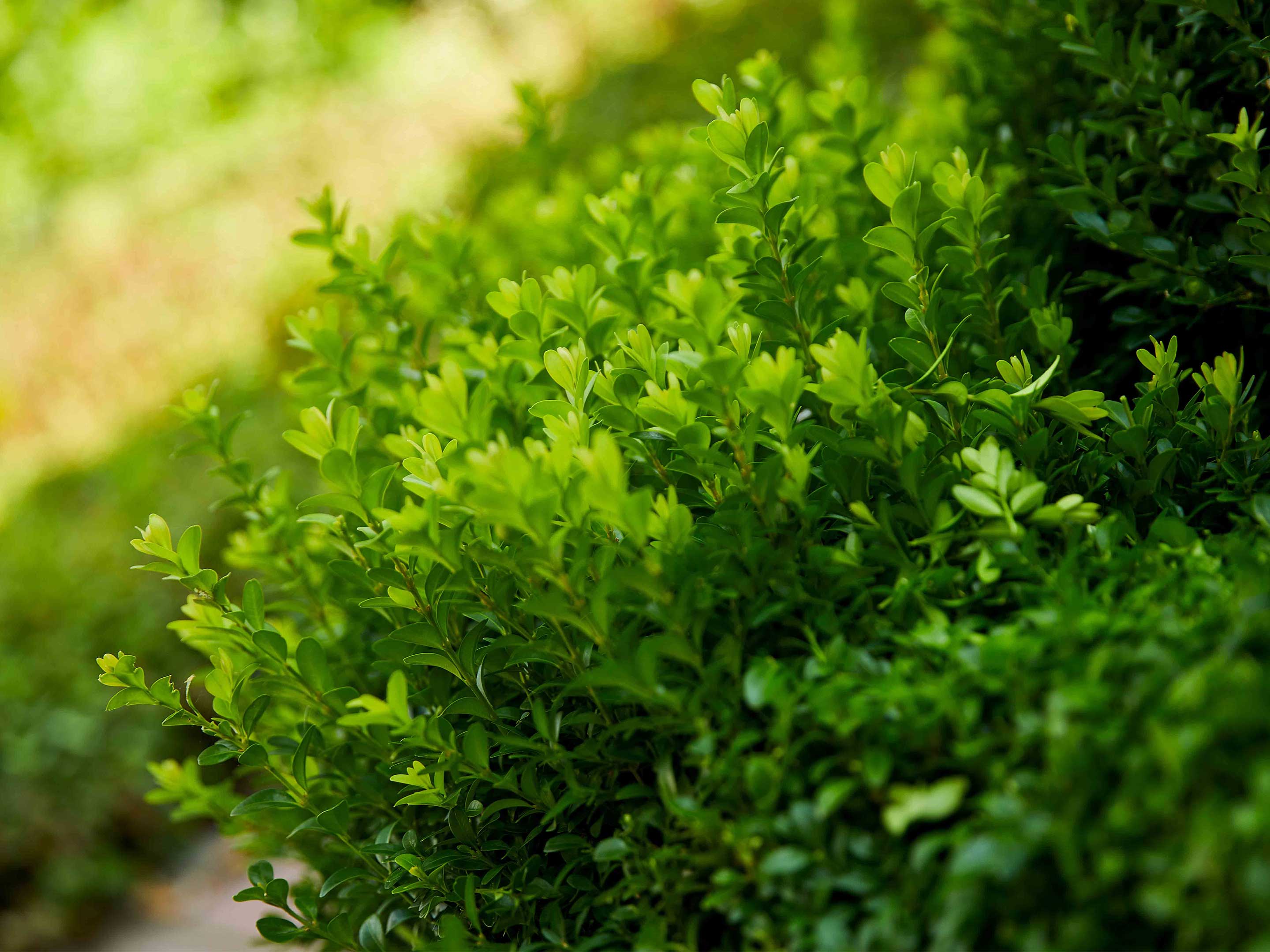 Planter et entretenir le buis | Gesal