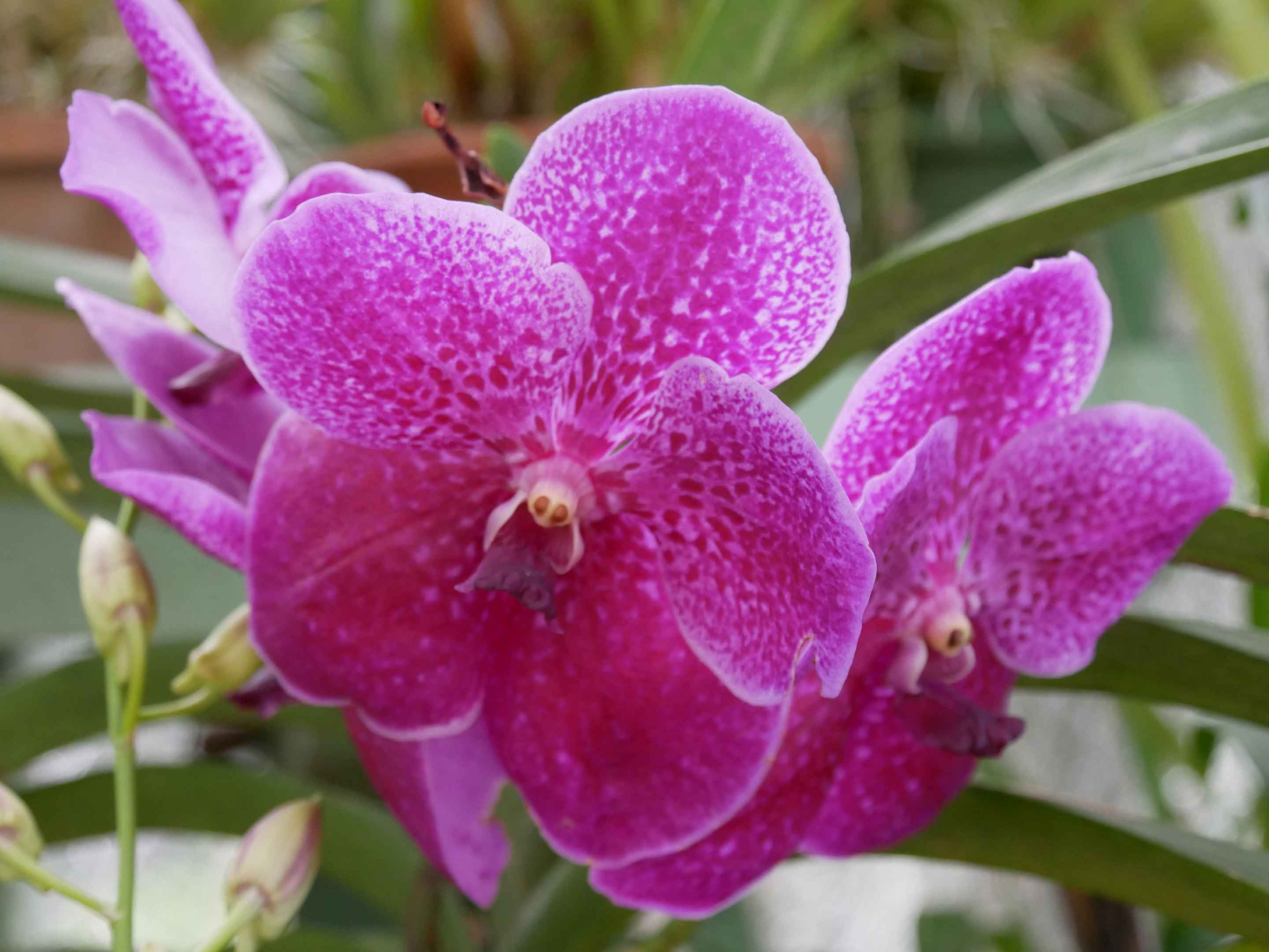 Orchidee, come curarle: 10 regole per mantenerle belle