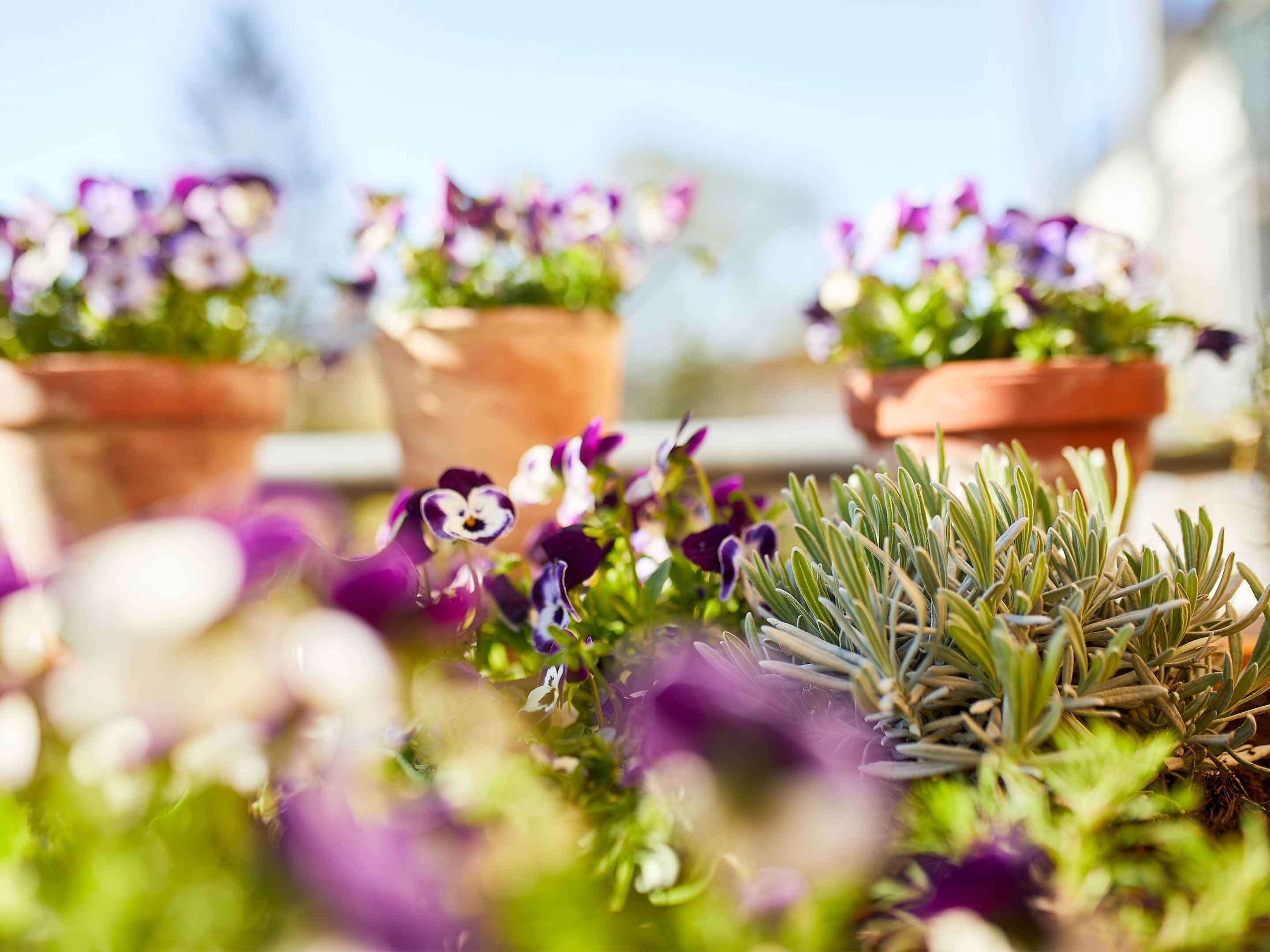 11 fleurs de printemps pour le jardin et le balcon