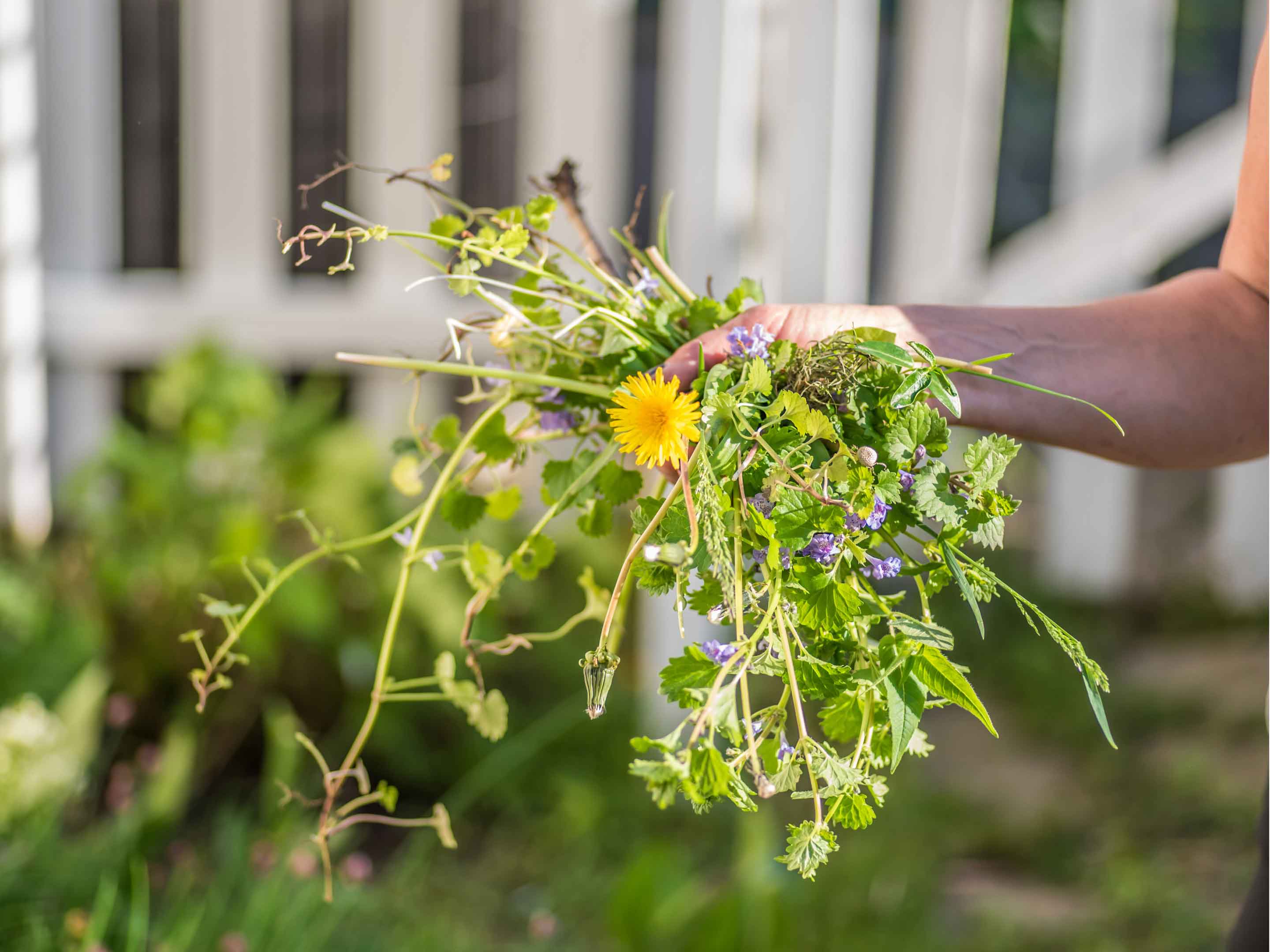 Buruieni comestibile