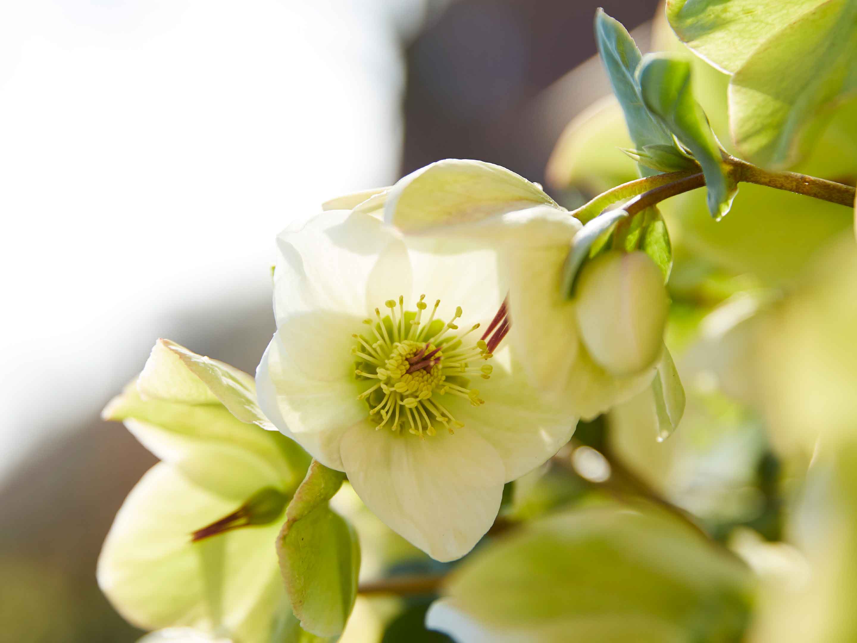 Die beste Pflege für Christrosen