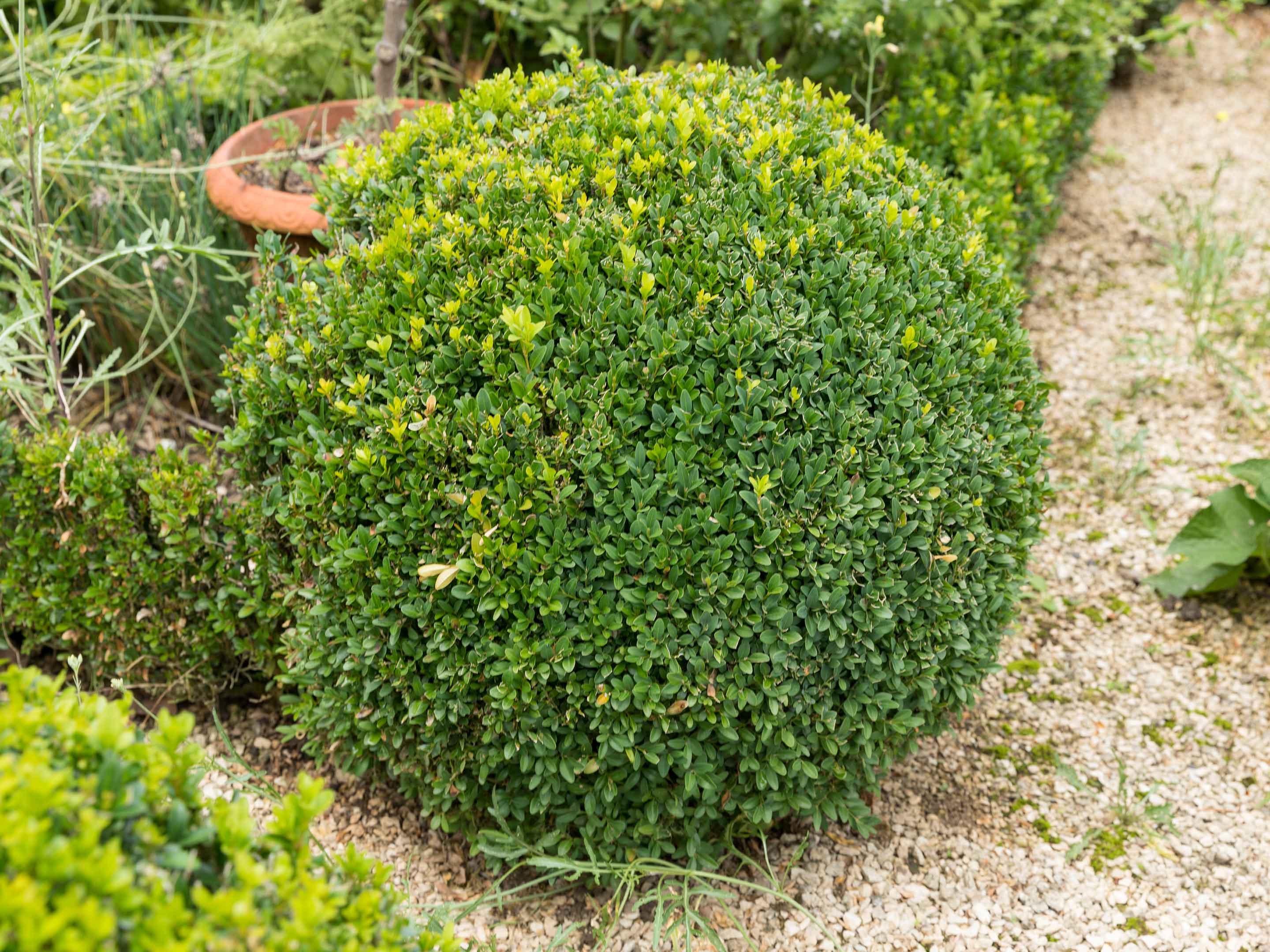 Pianta di Bosso: caratteristiche e cura (vaso e giardino)