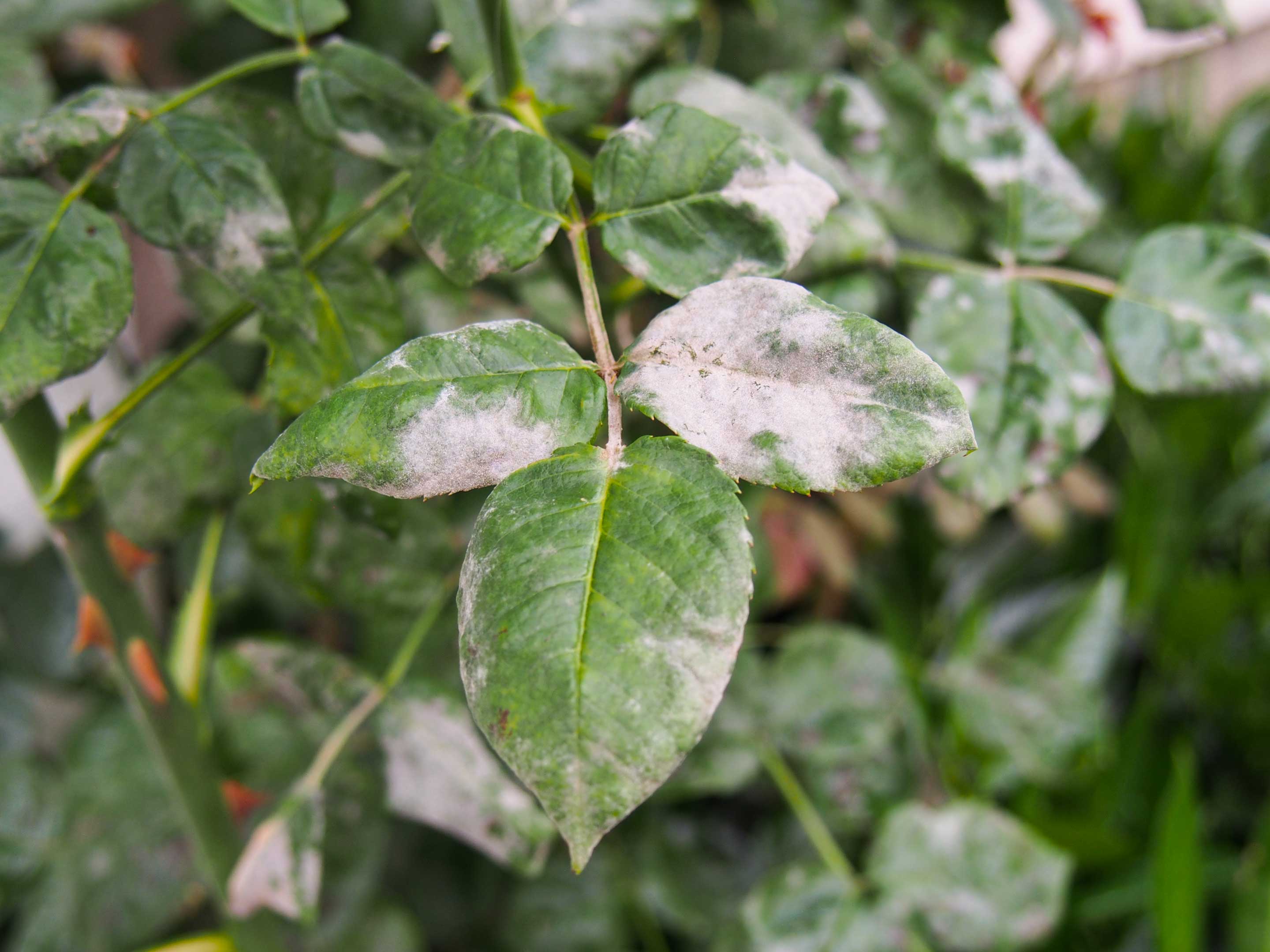 Oidio delle rose: cura, rimedi e prodotti | COMPO