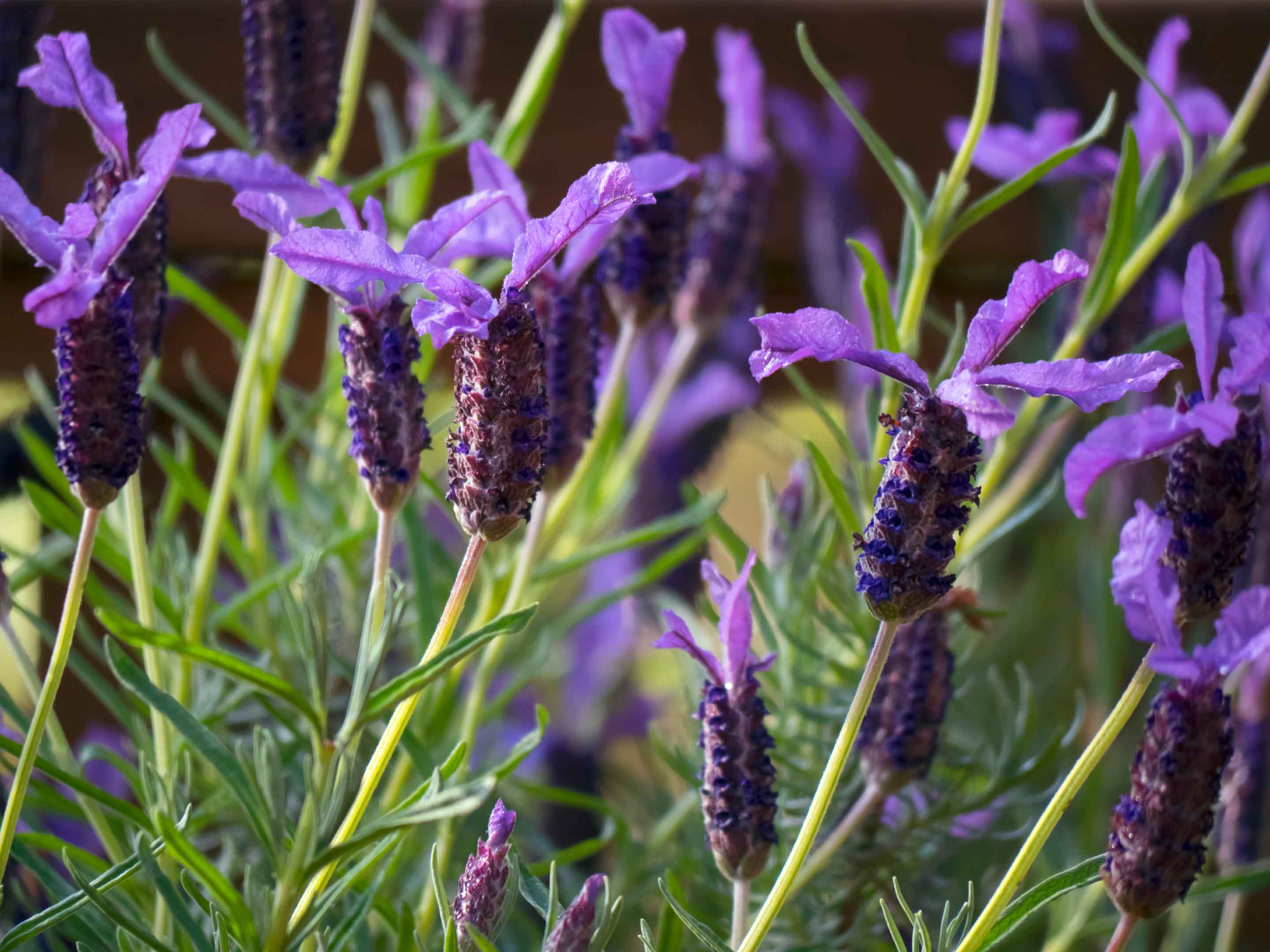 Planter et entretenir de la lavande papillon | ALGOFLASH