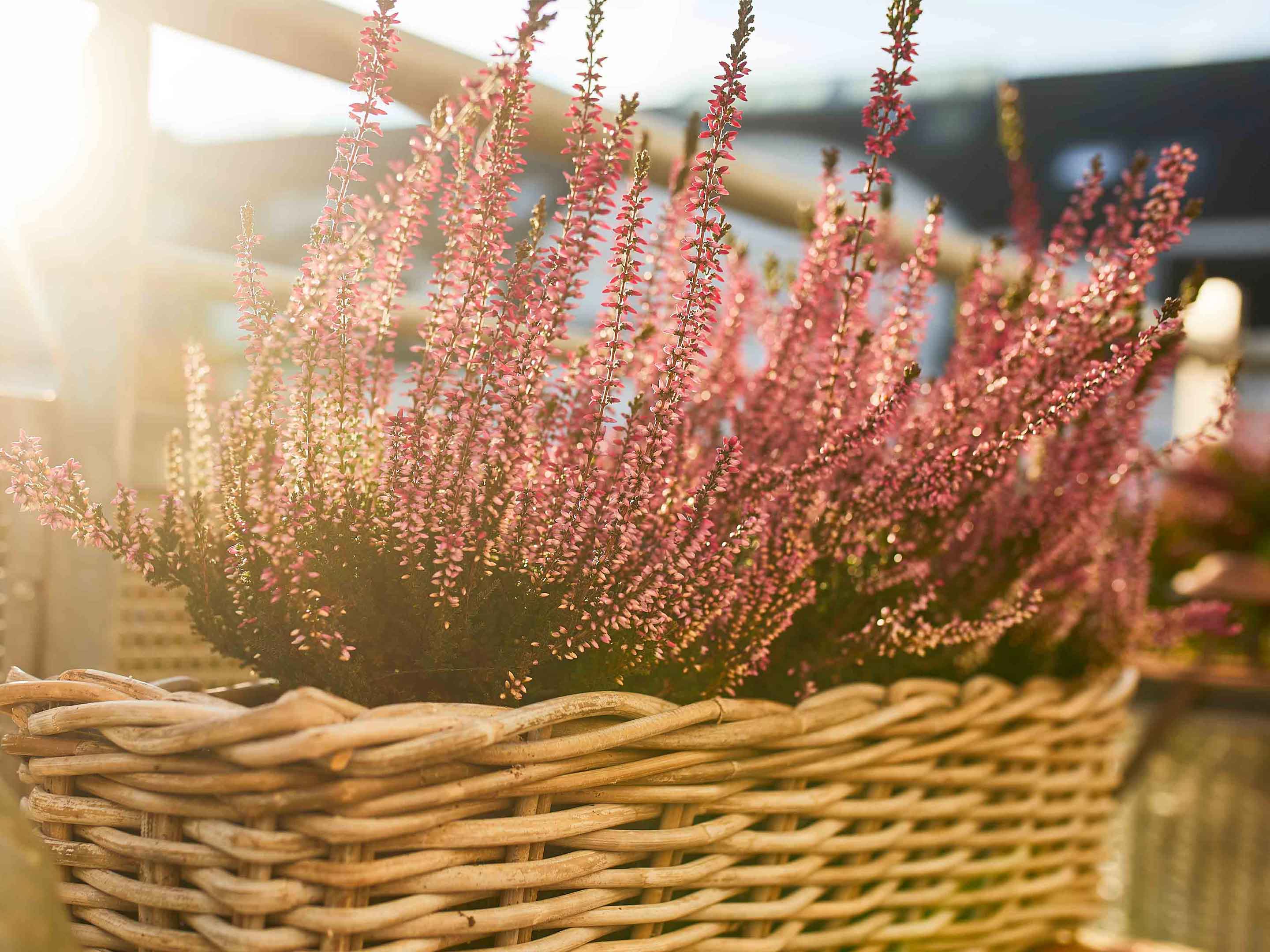 Heideplanten aanplanten & verzorgen | COMPO