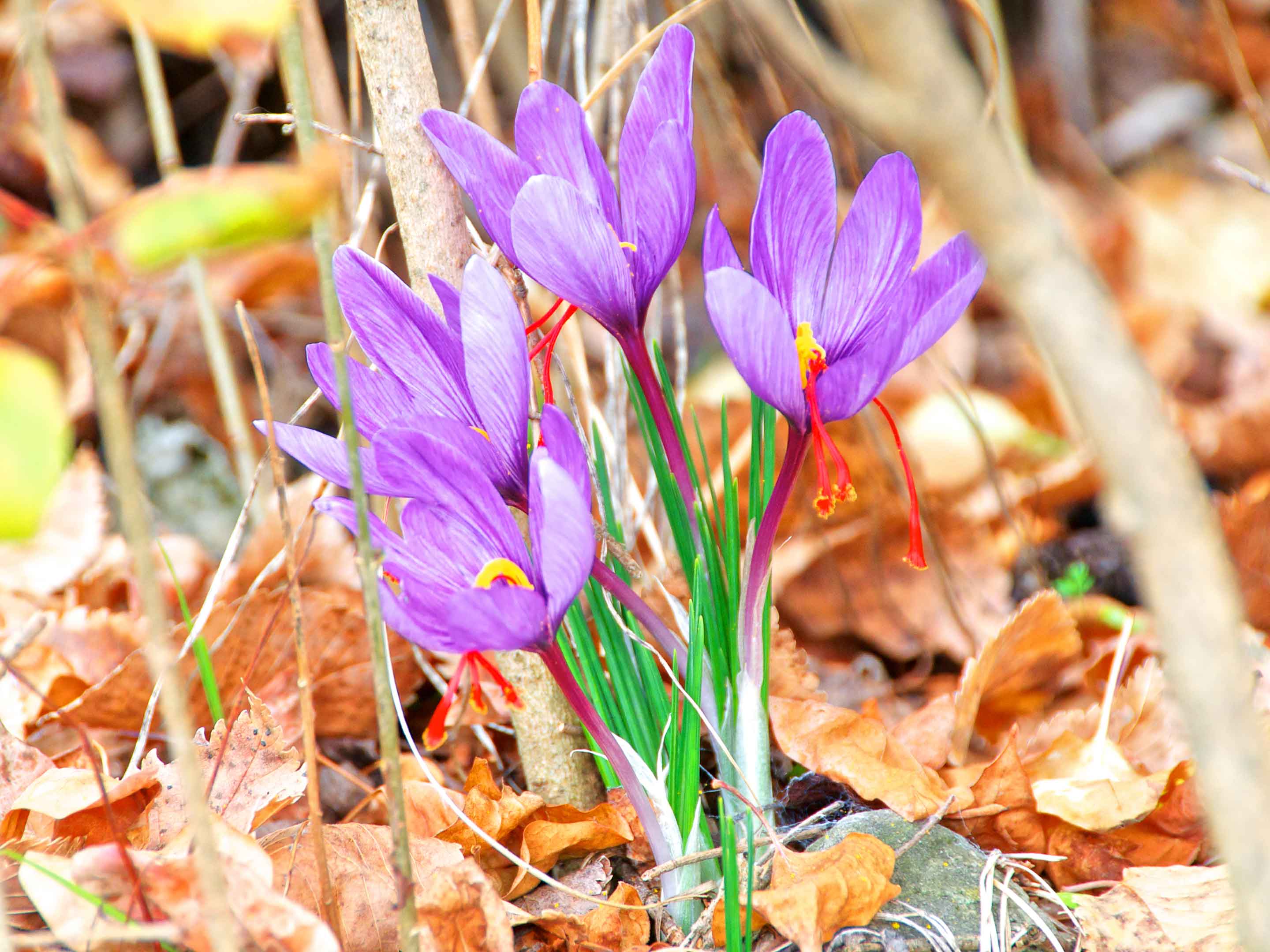 Plantation et entretien du crocus