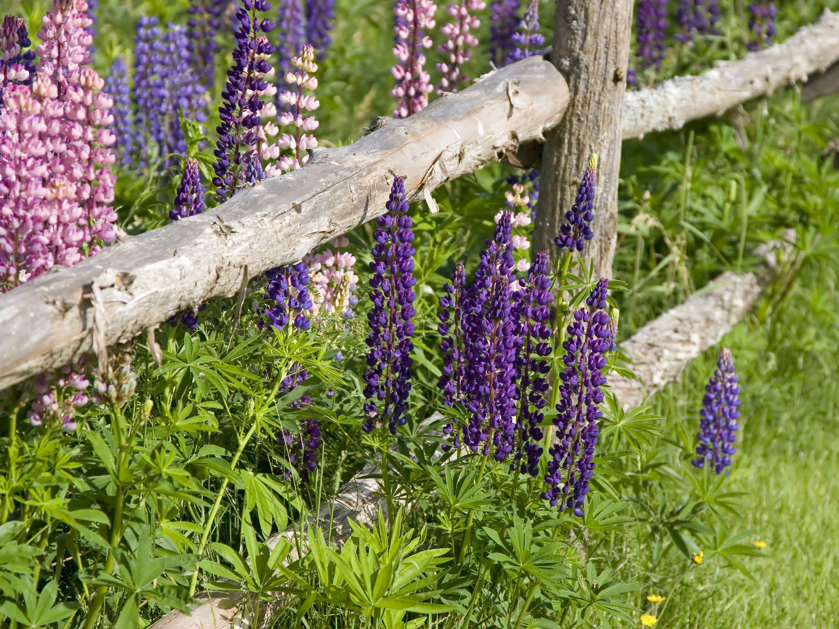 Plantation et entretien des lupins