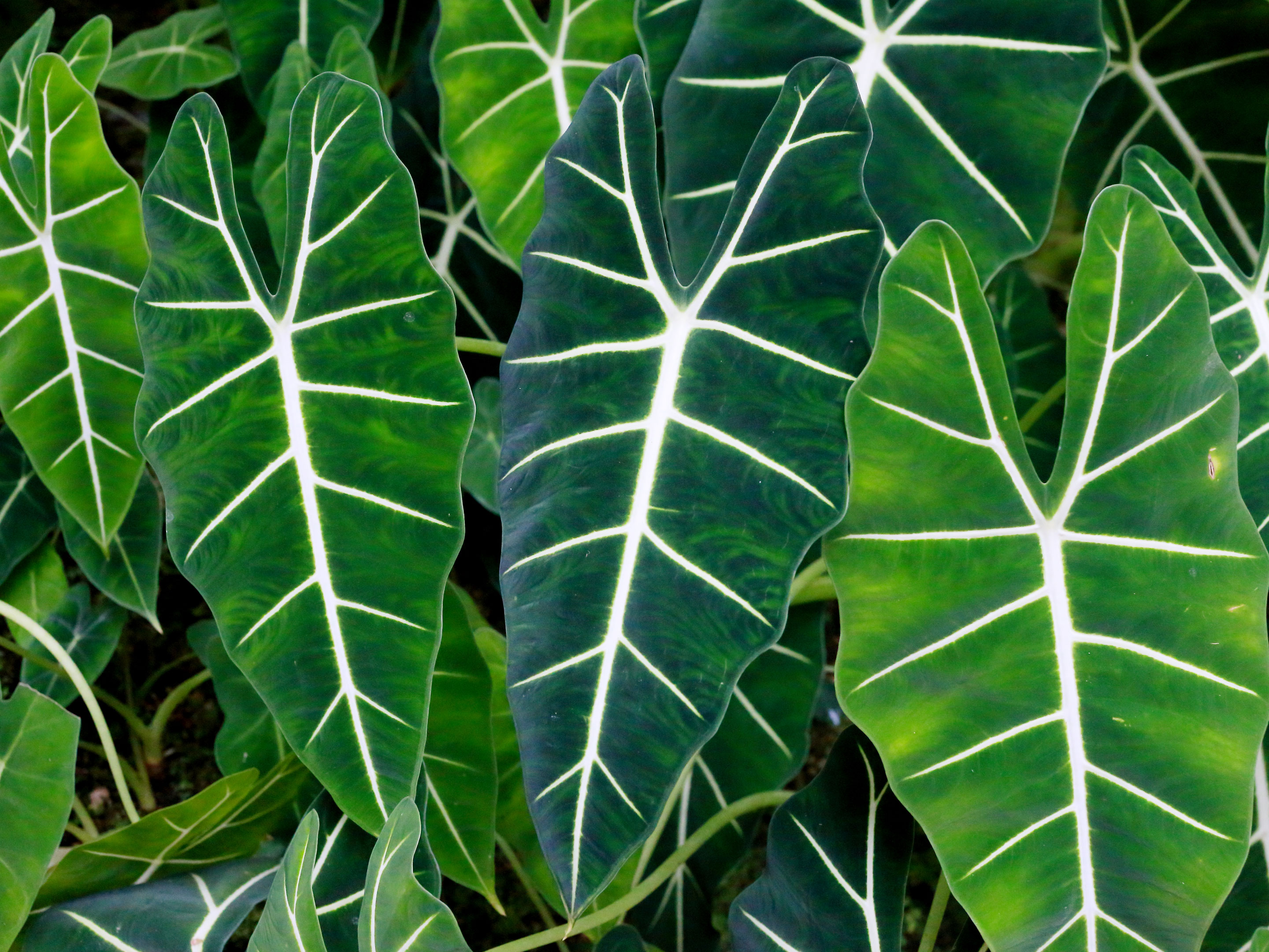 Alocasia (Olifantsoor)