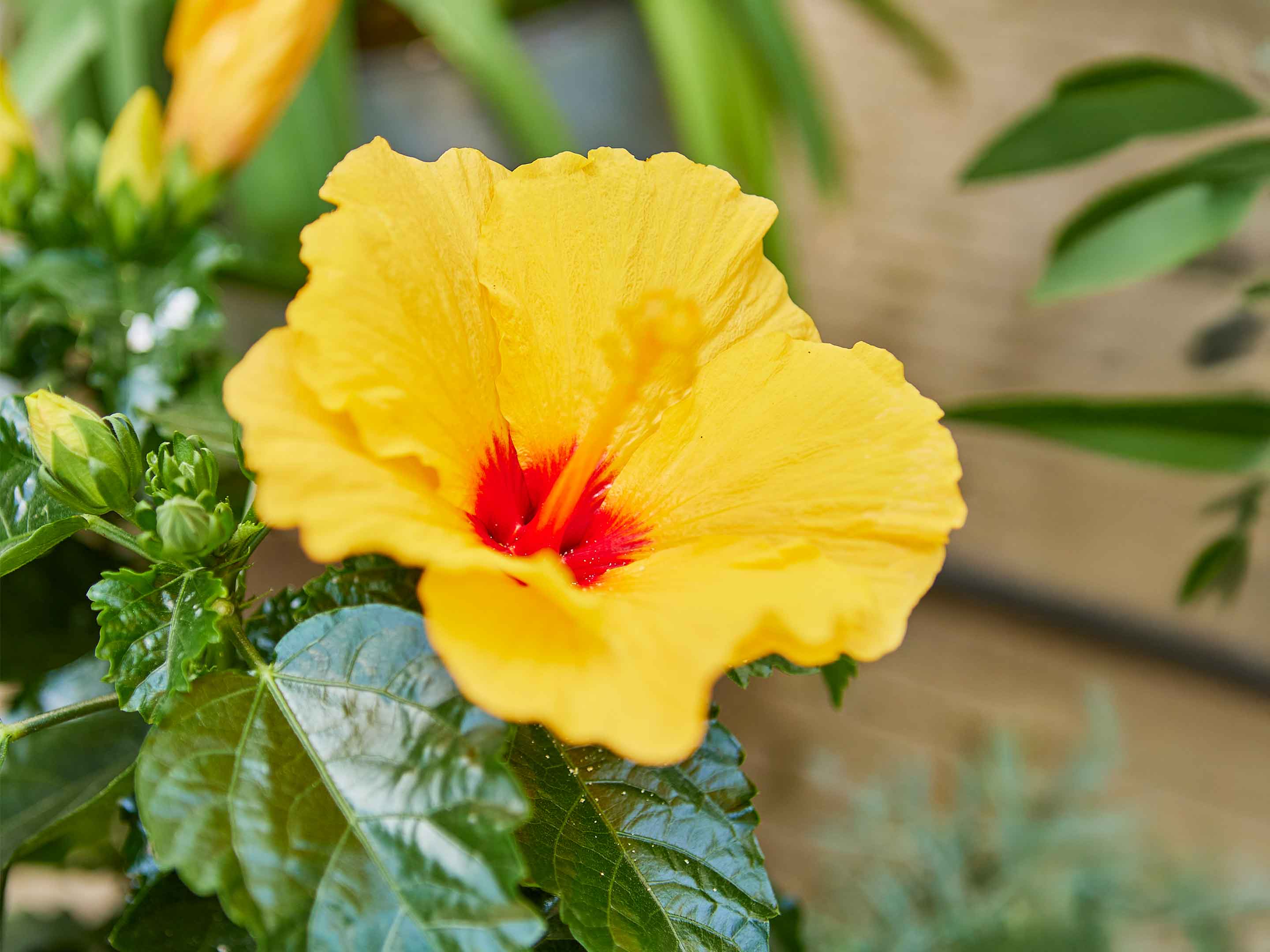 Hibiskus Gelbe Blatter