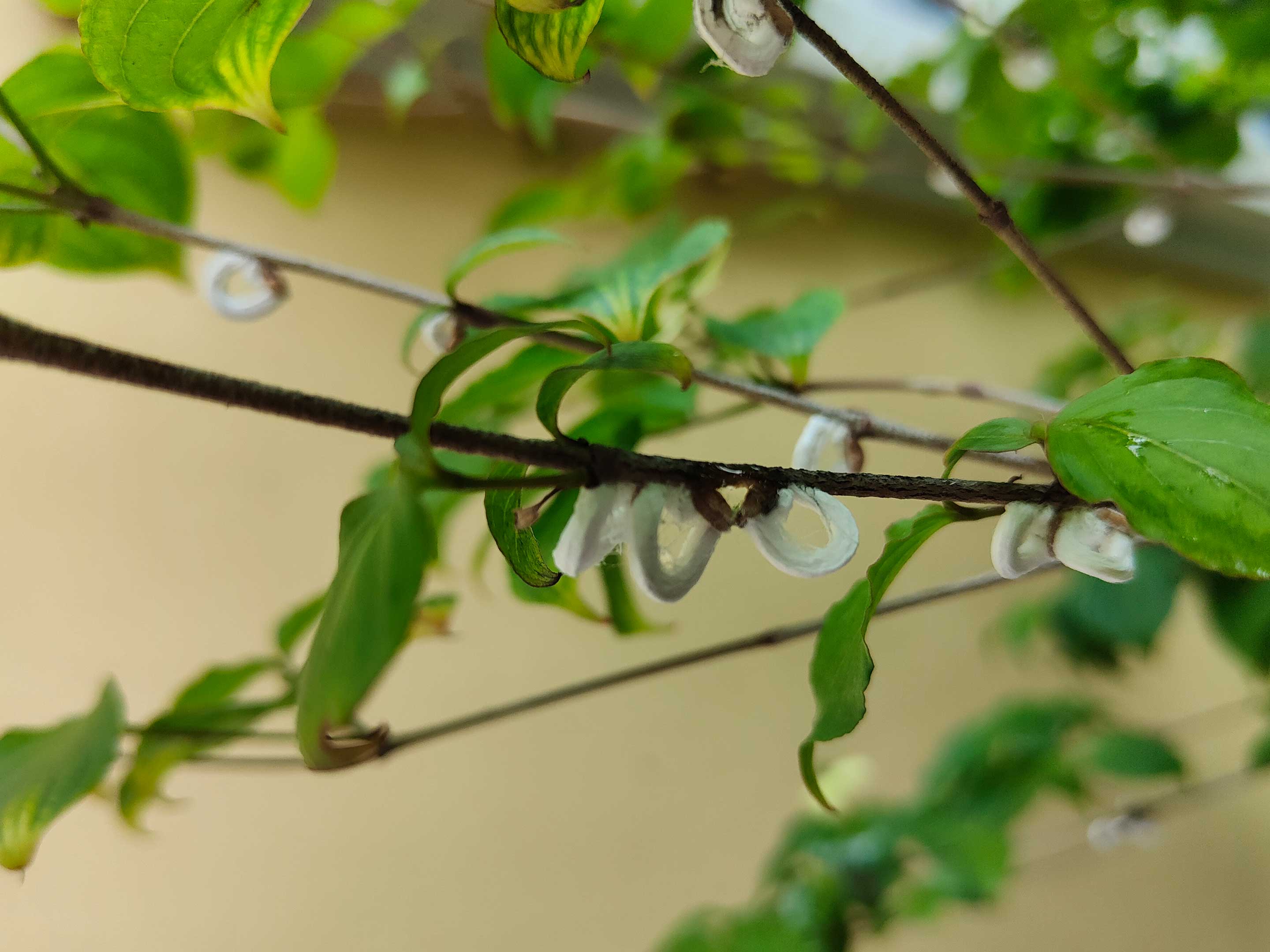 Takahashia japonica