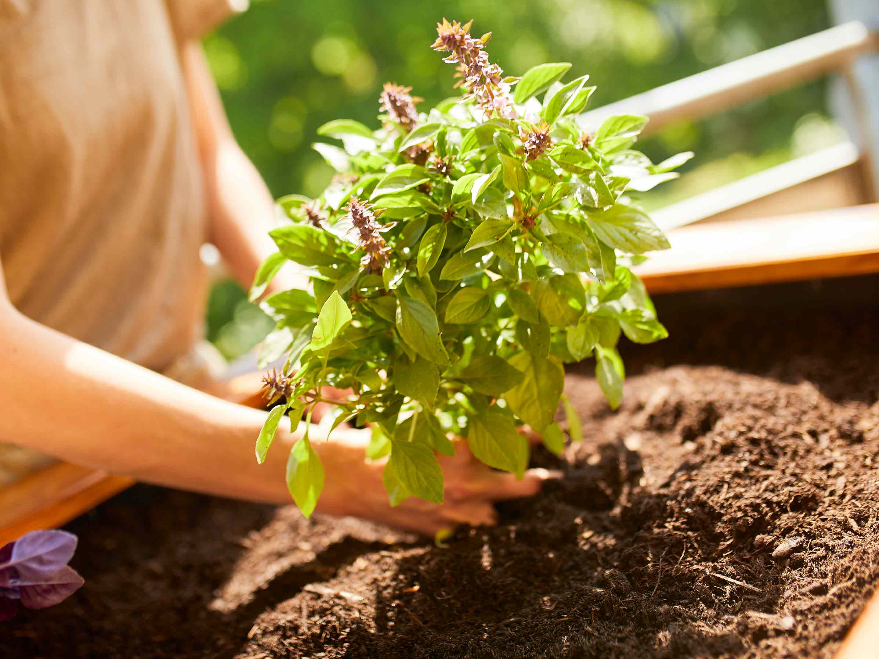 Planter et entretenir le basilic | COMPO