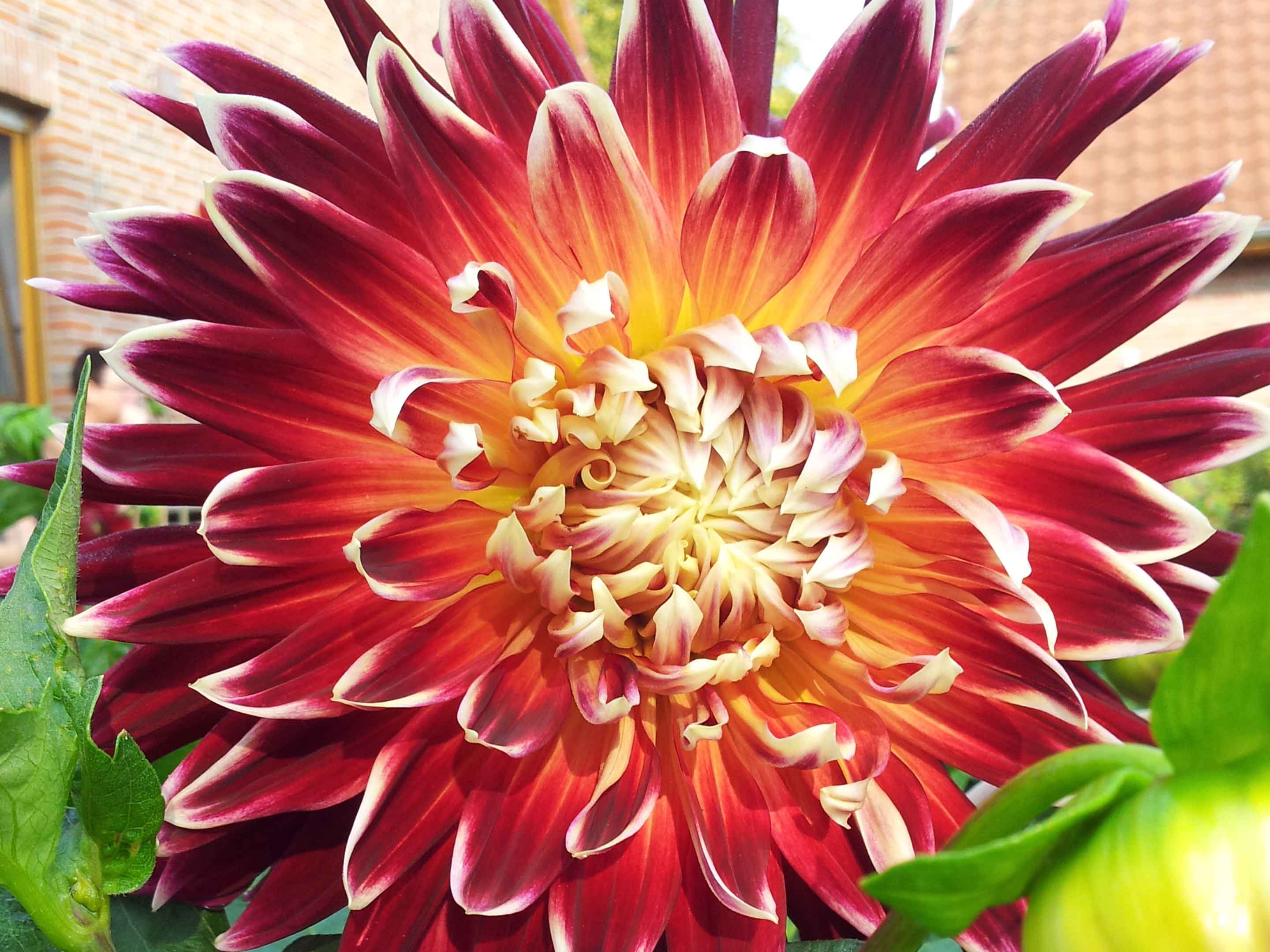 Dalia (Dahlia): cura e coltivazione