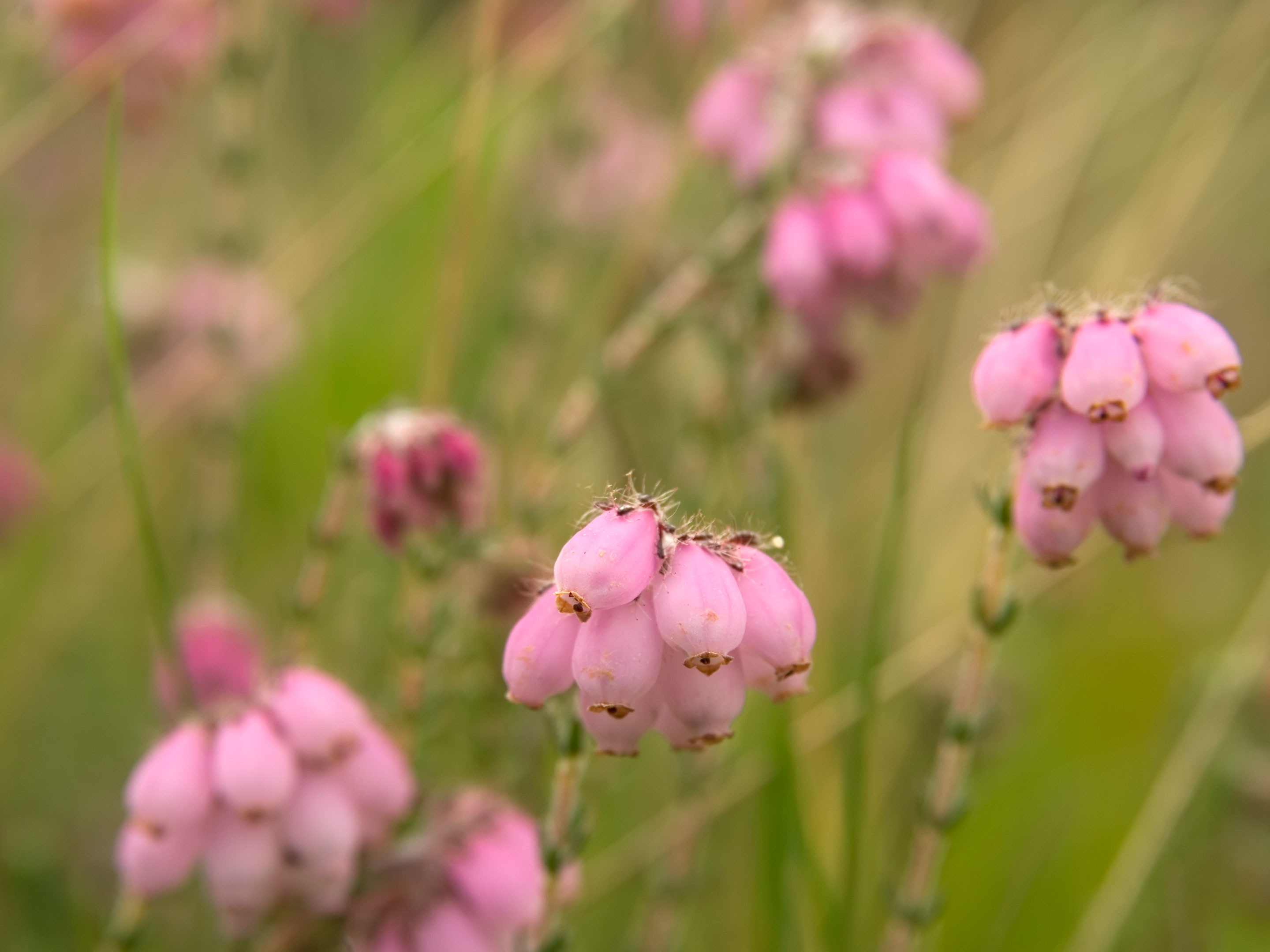 Gewone dophei planten en verzorgen | COMPO