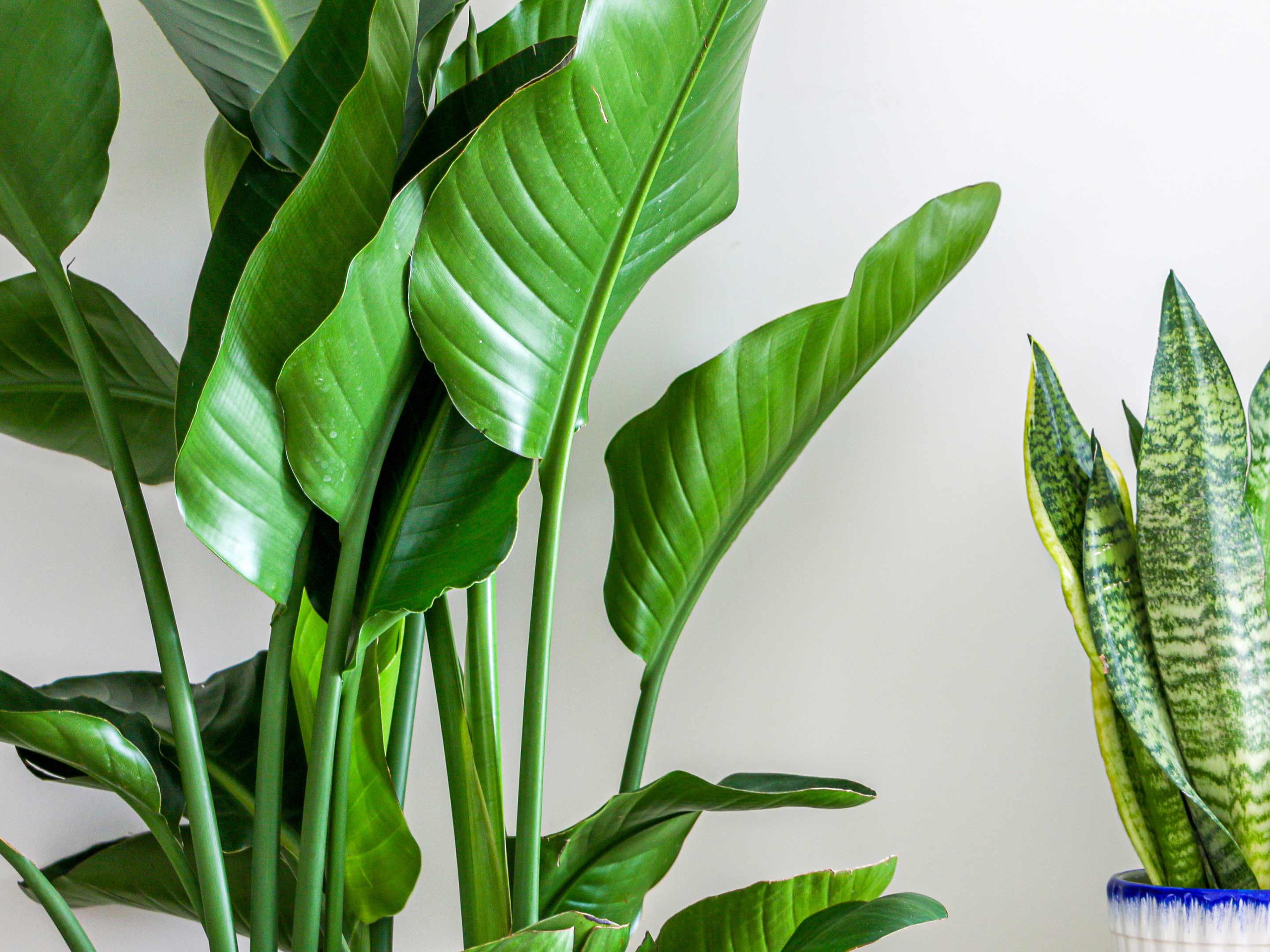 Strelitzia planten en verzorgen | COMPO