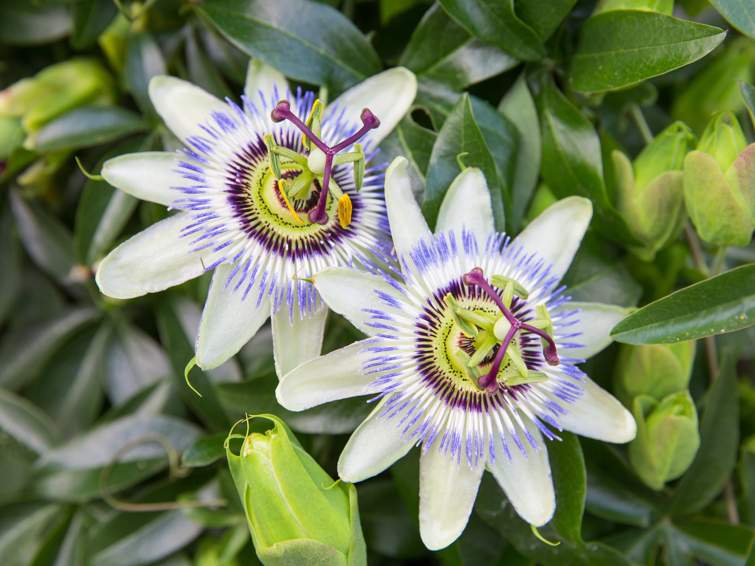 Passiflore bleue : planter et entretenir | COMPO