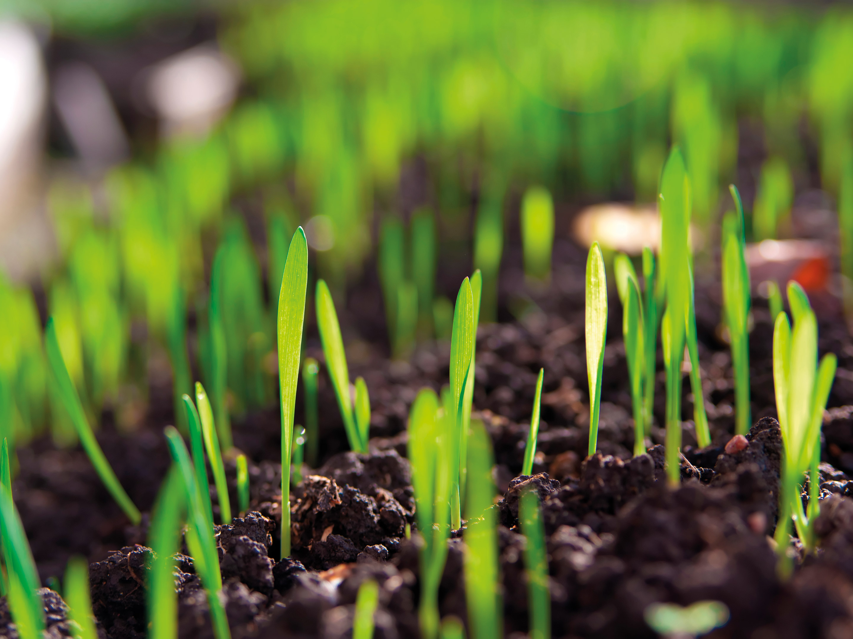 Réussir la création d’un nouveau gazon